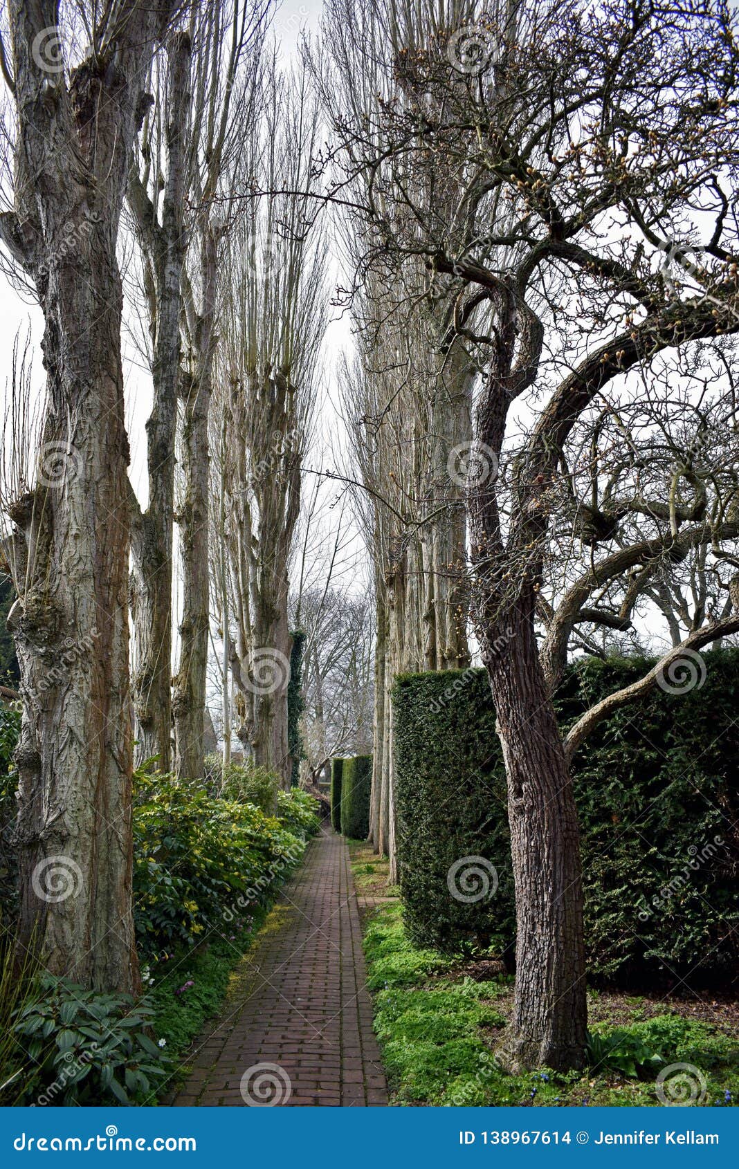 A Path that Has Large Trees ,hedges and Shrubs Either Side of it Stock ...