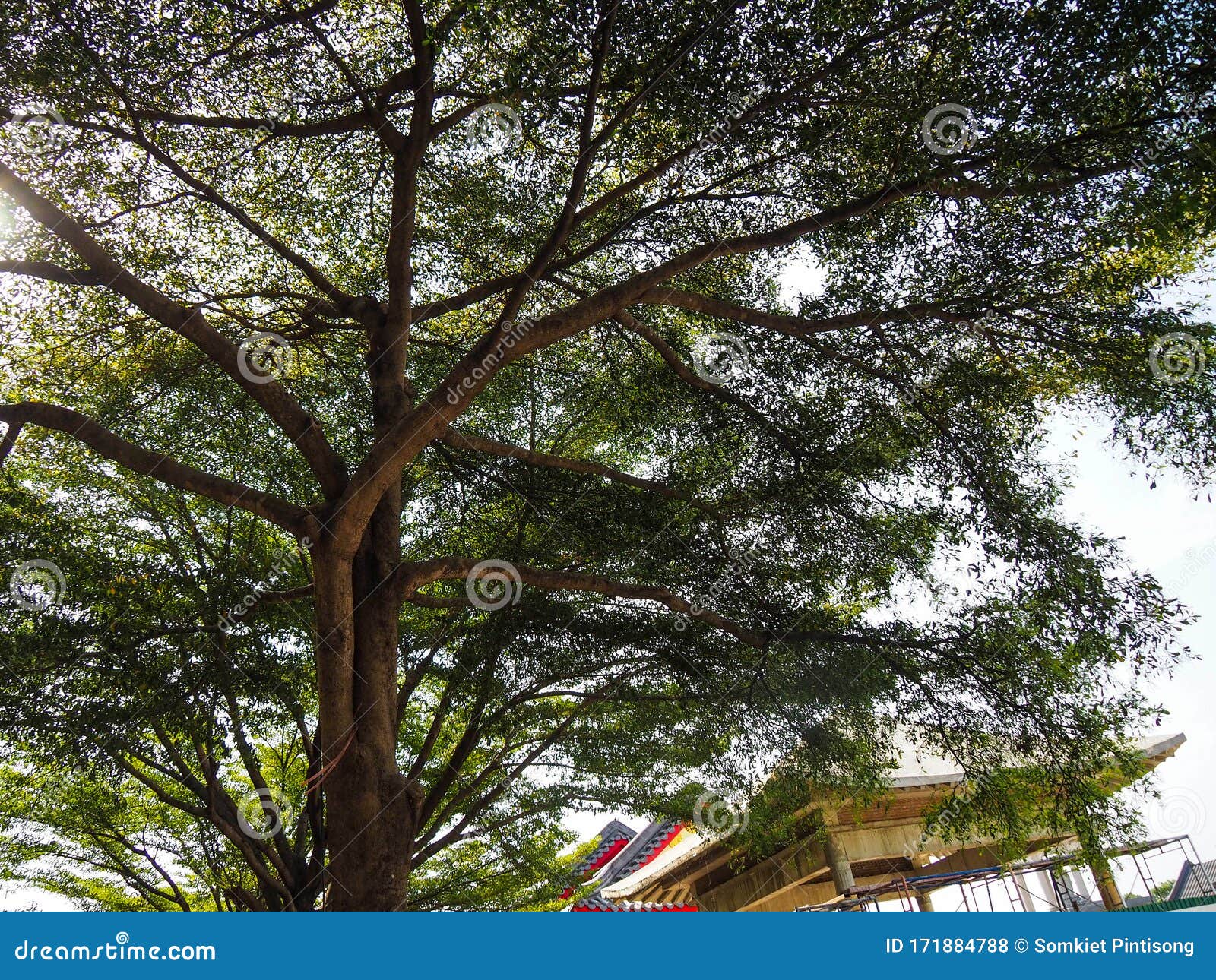 Large Trees that Provide Shade Even on a Hot Sunny Day Stock Photo ...
