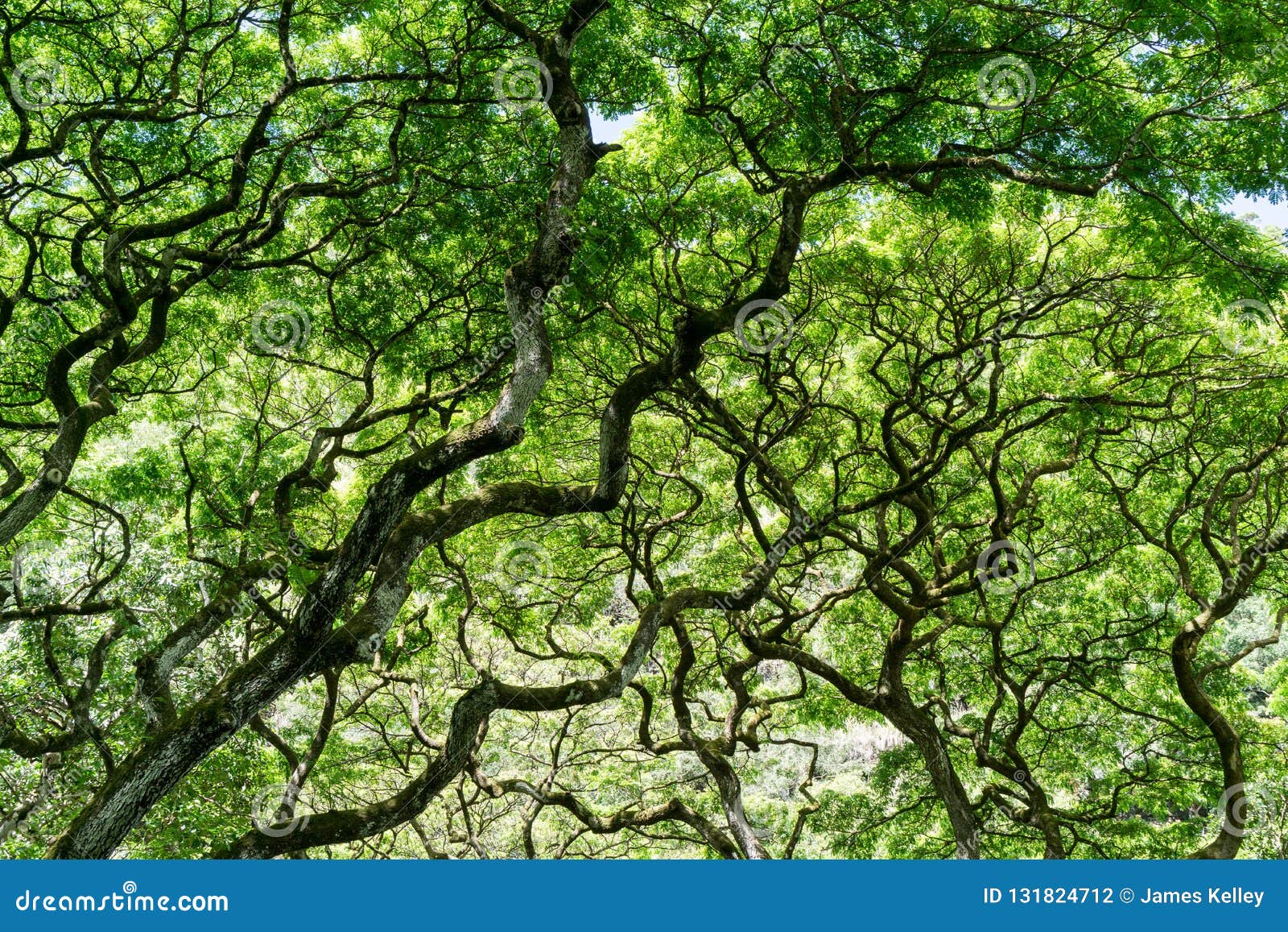Monkeypod Trees in Oahu, Hawaii Stock Photo - Image of background ...