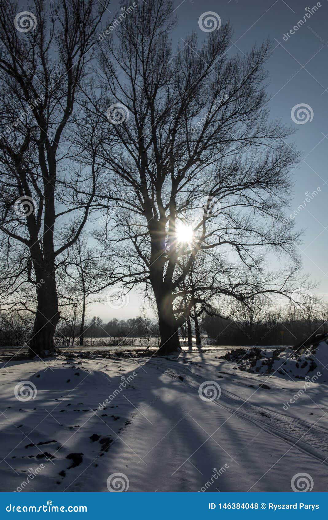 Large Trees in the Rays of the Winter Sun Stock Photo - Image of winter ...