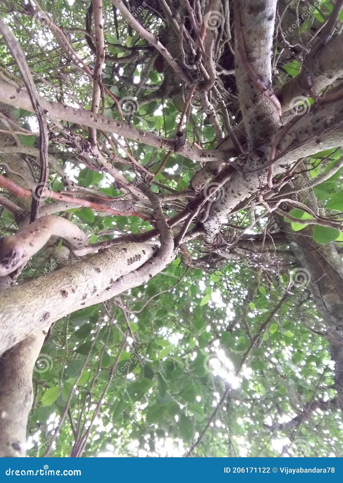 Tree Ruts. Jungle Tree Ruts Stock Photo - Image of hand, wood: 206171122