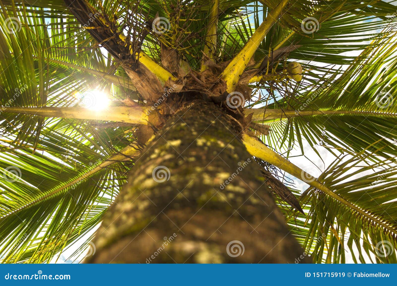 Large Trees Seen from Below Stock Image - Image of tree, coconut: 151715919