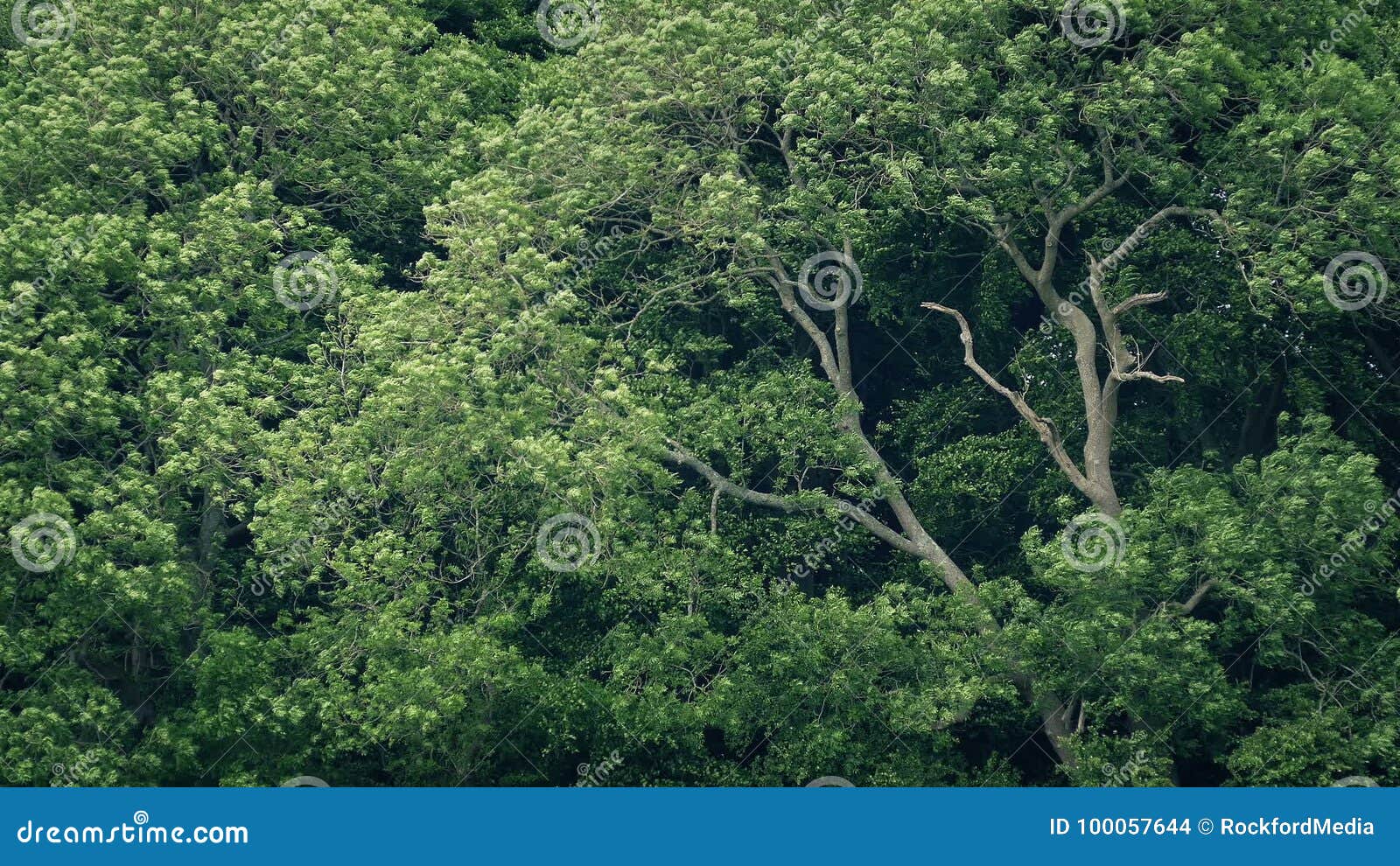 Large Trees Shaking in the Wind Stock Footage - Video of storm, large ...