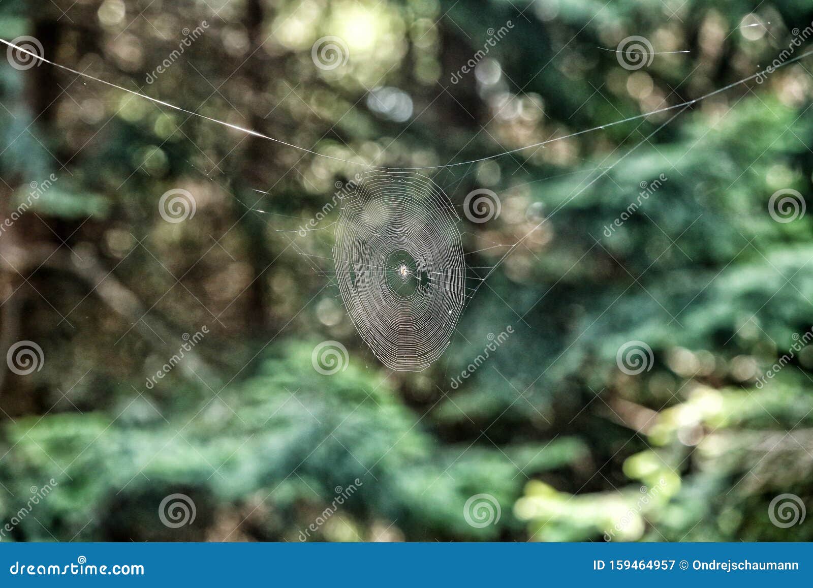 Large Spider Web between Trees Stock Image - Image of macro, spider ...