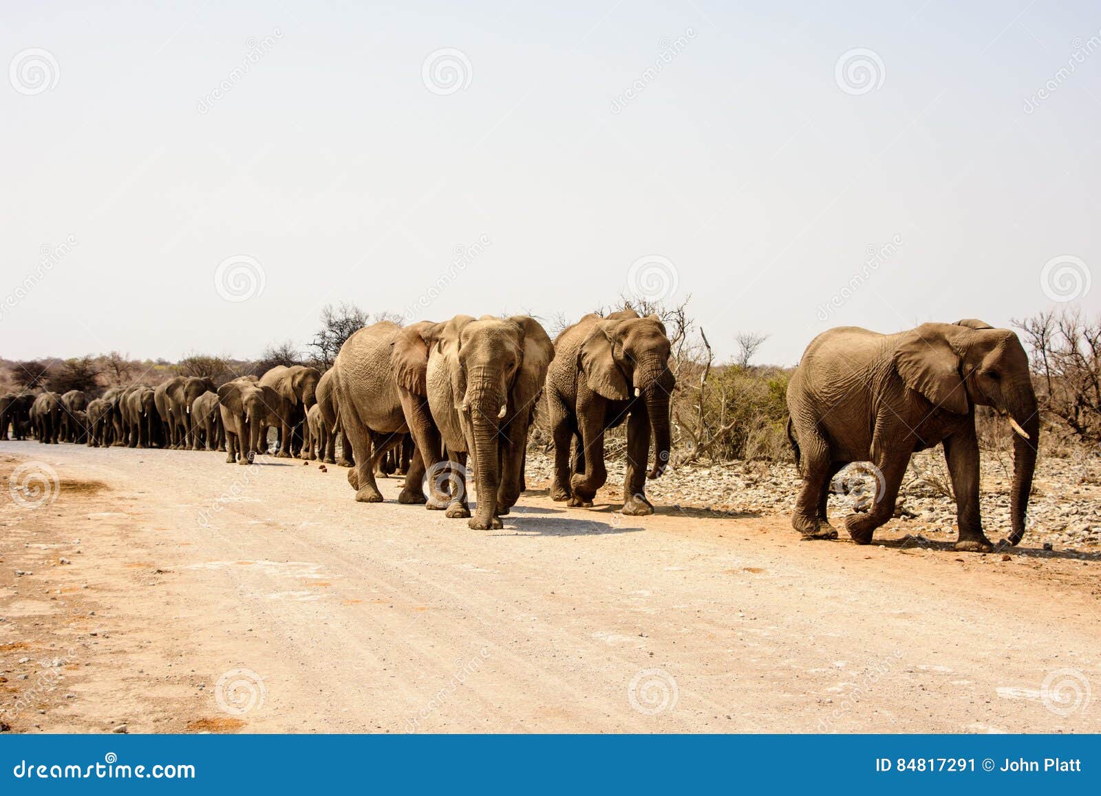 Large Troop of Elephants Approaching Stock Image - Image of mammals ...