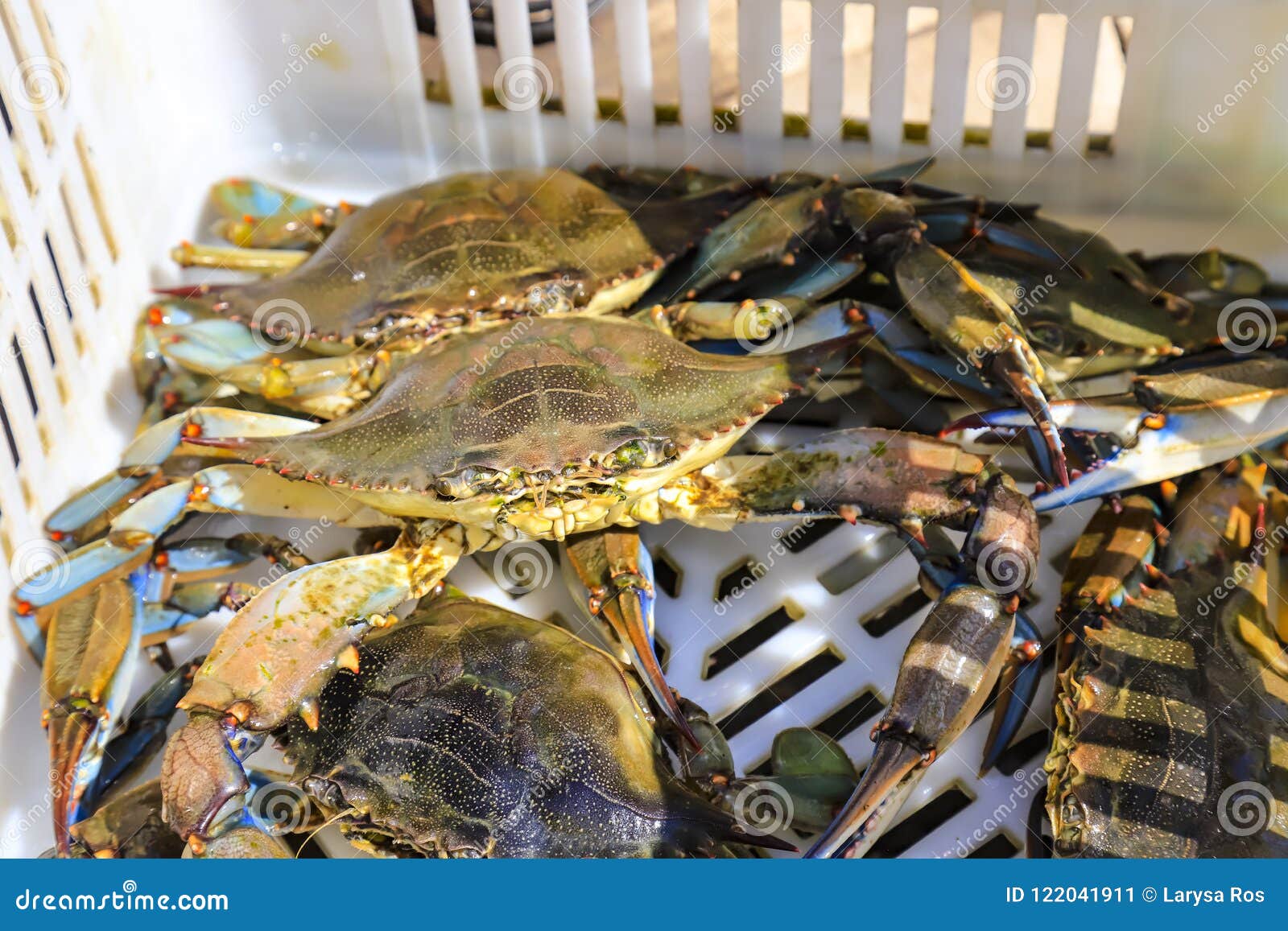 Large Tropical Crabs Lie in a Box, Fishing Stock Image - Image of fauna ...