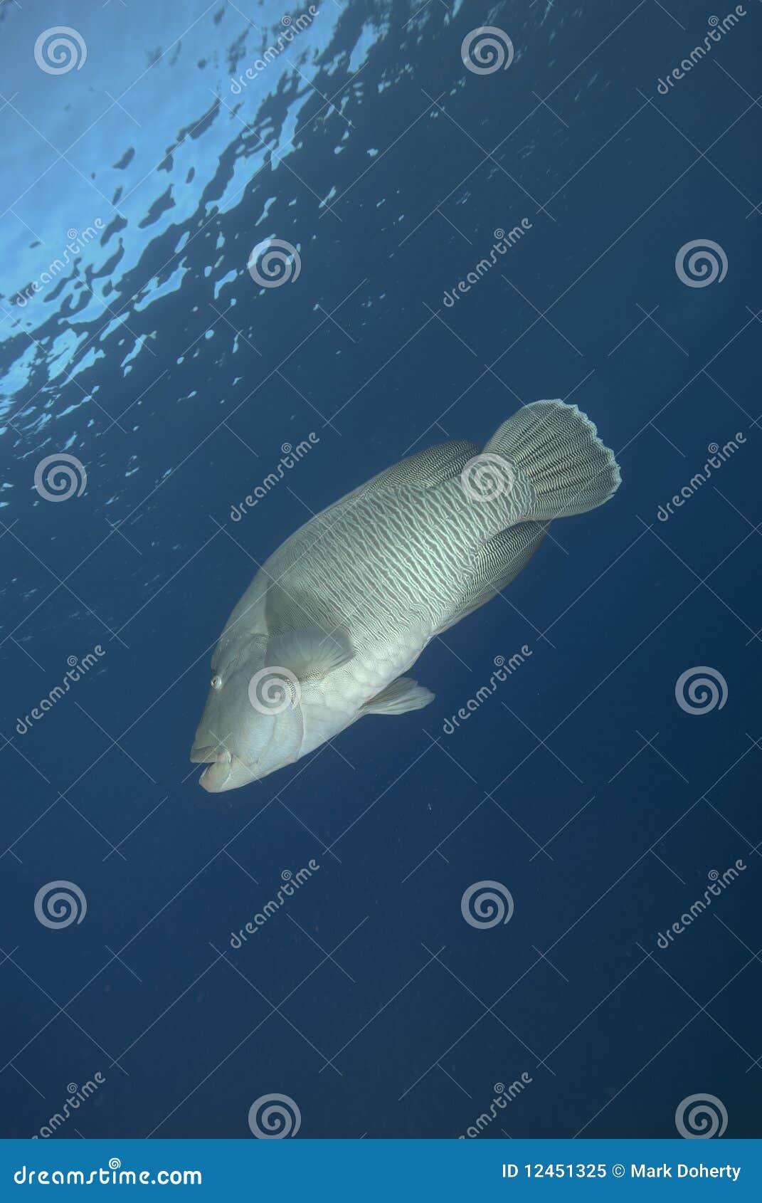Large Tropical Fish in Blue Water. Stock Image - Image of underwater ...