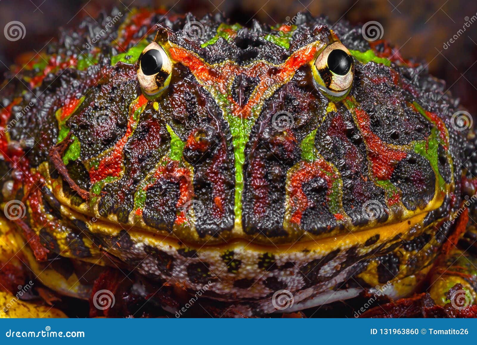 Large Tropical Frog Portrait with Interesting Pattern Stock Photo ...