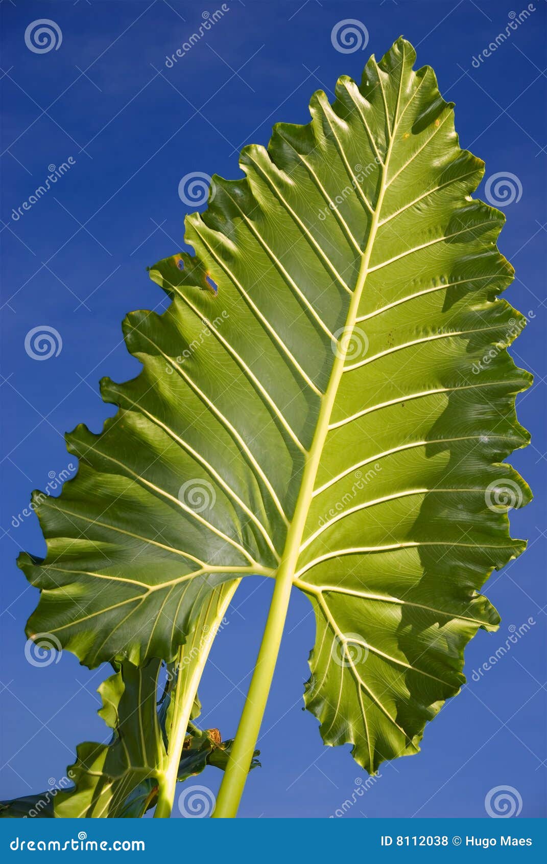 Large Tropical Leaf Royalty Free Stock Photos - Image: 8112038