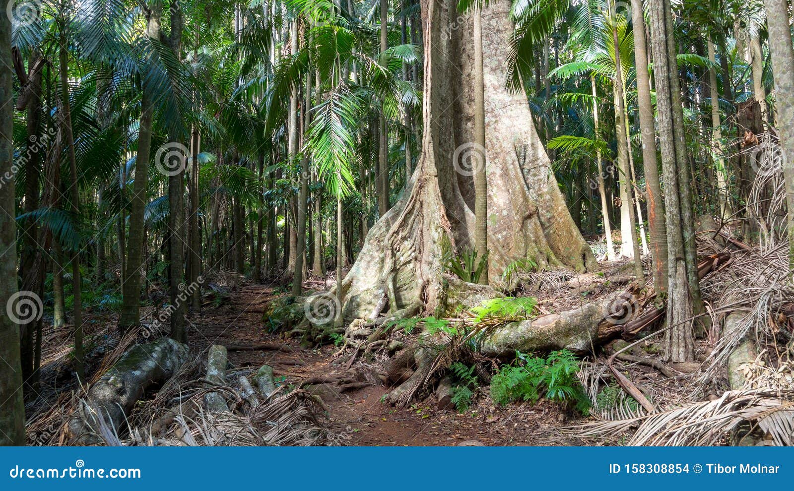 Large Tropical Rainforest Tree Trunk Walking Track and Palm Trees Wide ...