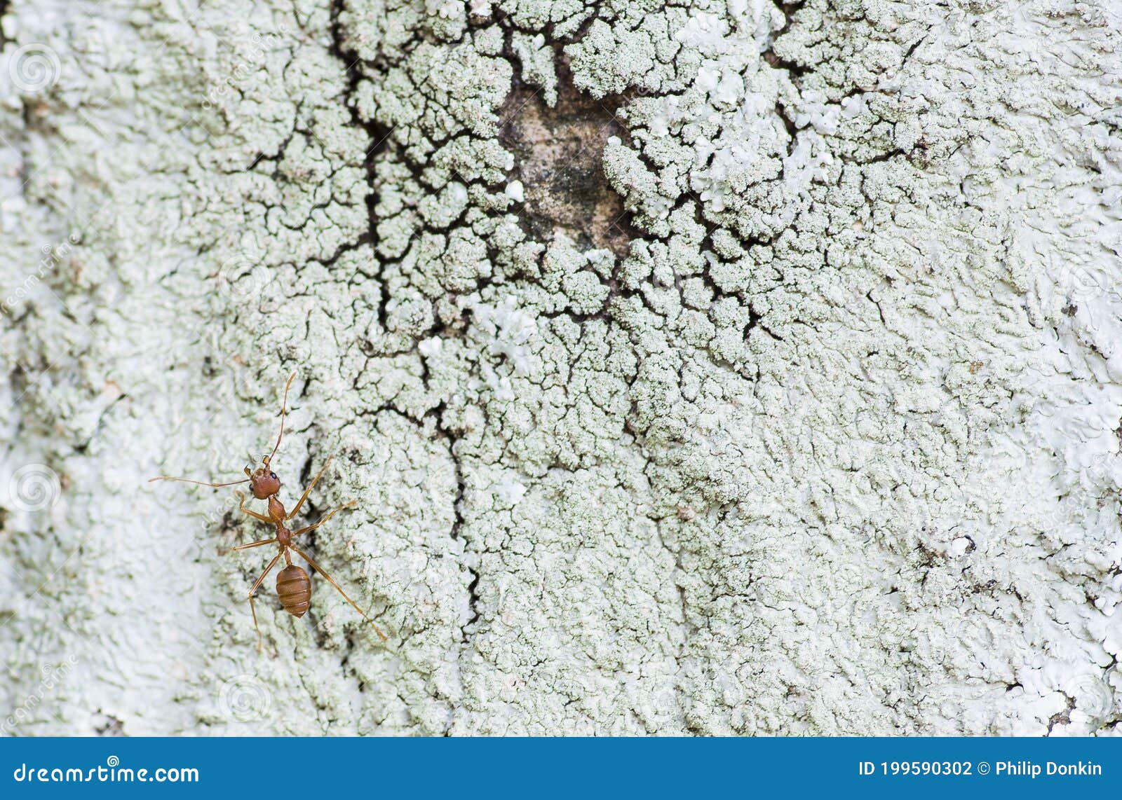 Large tropical red ant stock photo. Image of thailand - 199590302