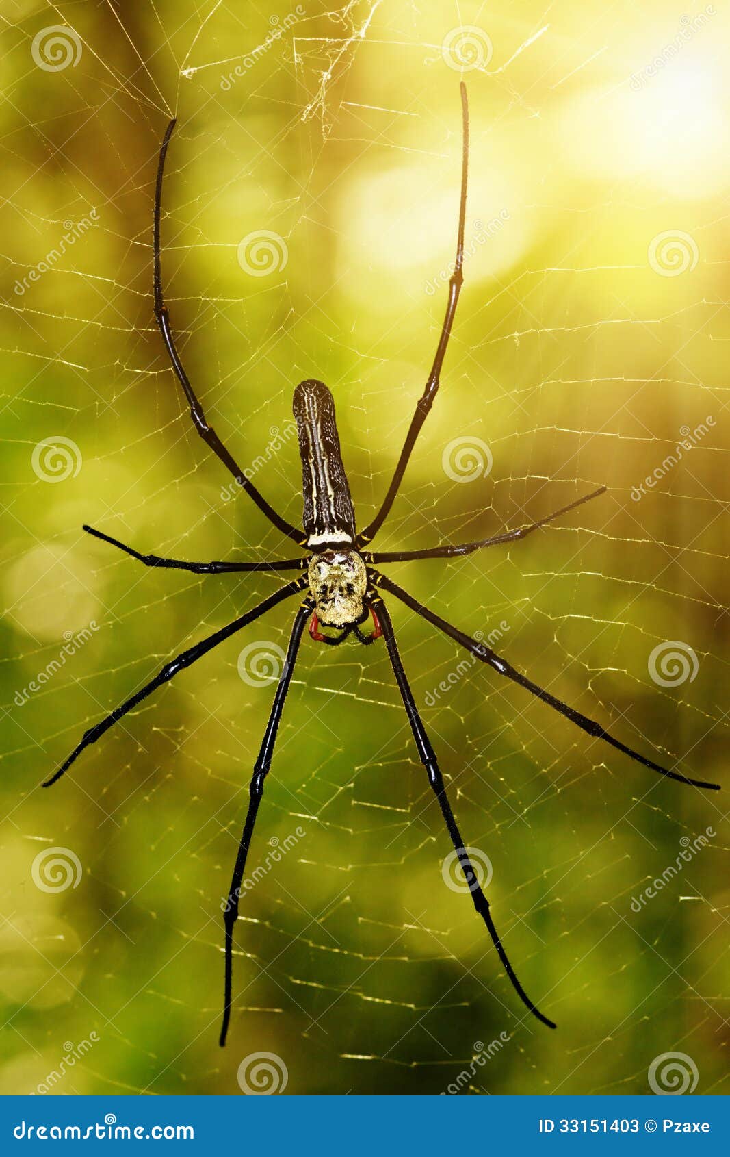 Large Tropical Spider - Nephila (golden Orb) Stock Image - Image of ...