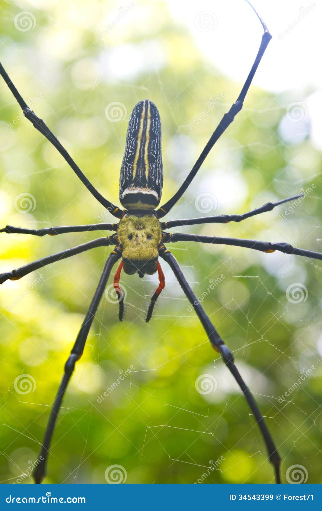 Large Nephila Maculata, Giant Long-jawed Northern Golden Orb Weaver Or ...