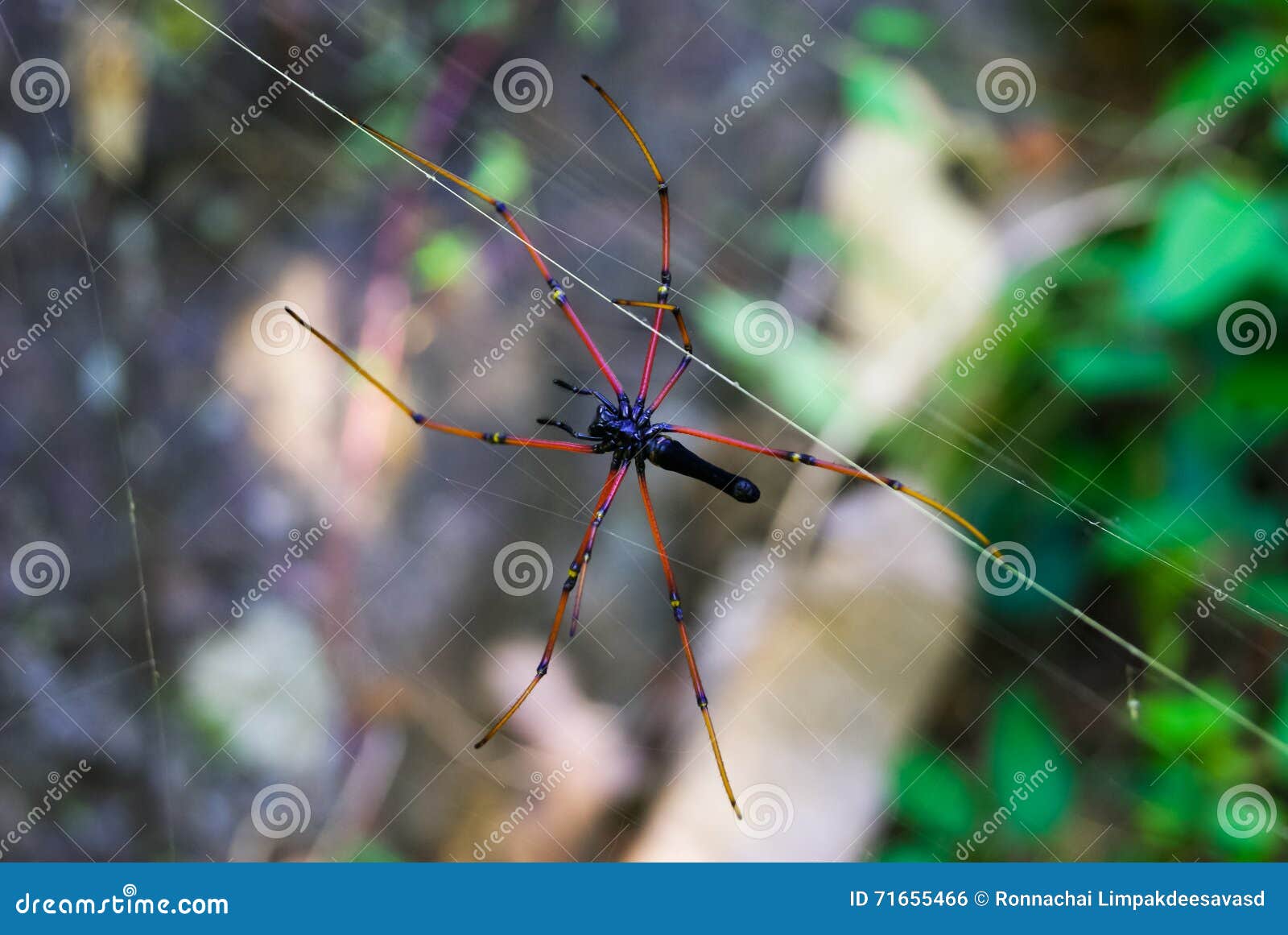 Large Tropical Spider - Nephila (golden Orb) Stock Photo - Image of ...