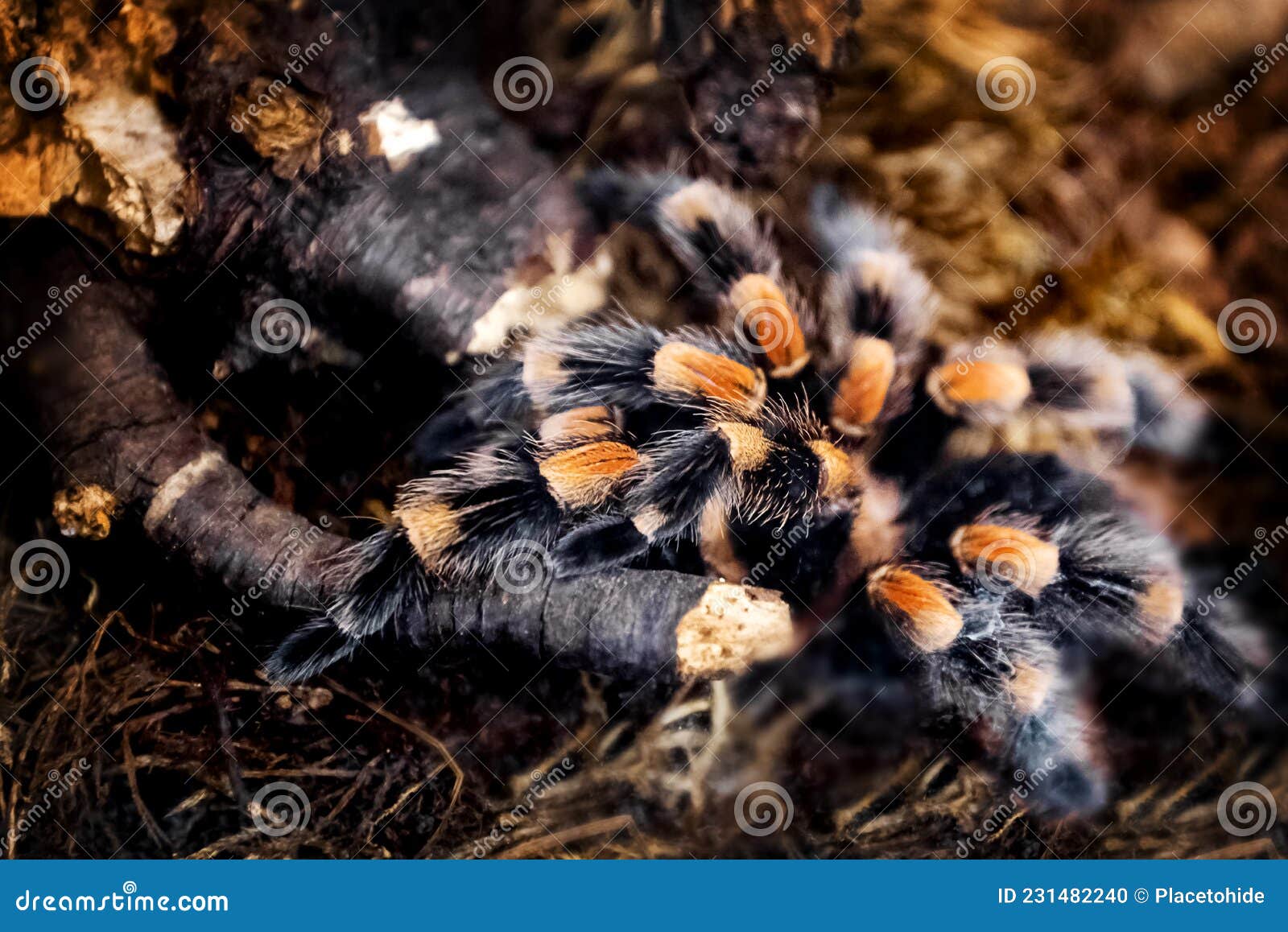 Large Tropical Tarantula Spider with Fluffy Paws in Terrarium Stock ...