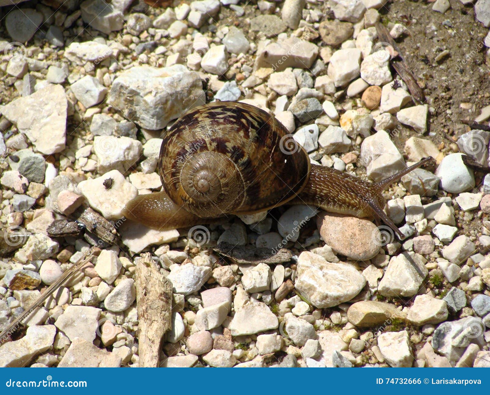 Large Tropical Terrestrial Snail Class Gastropoda Stock Photo - Image ...