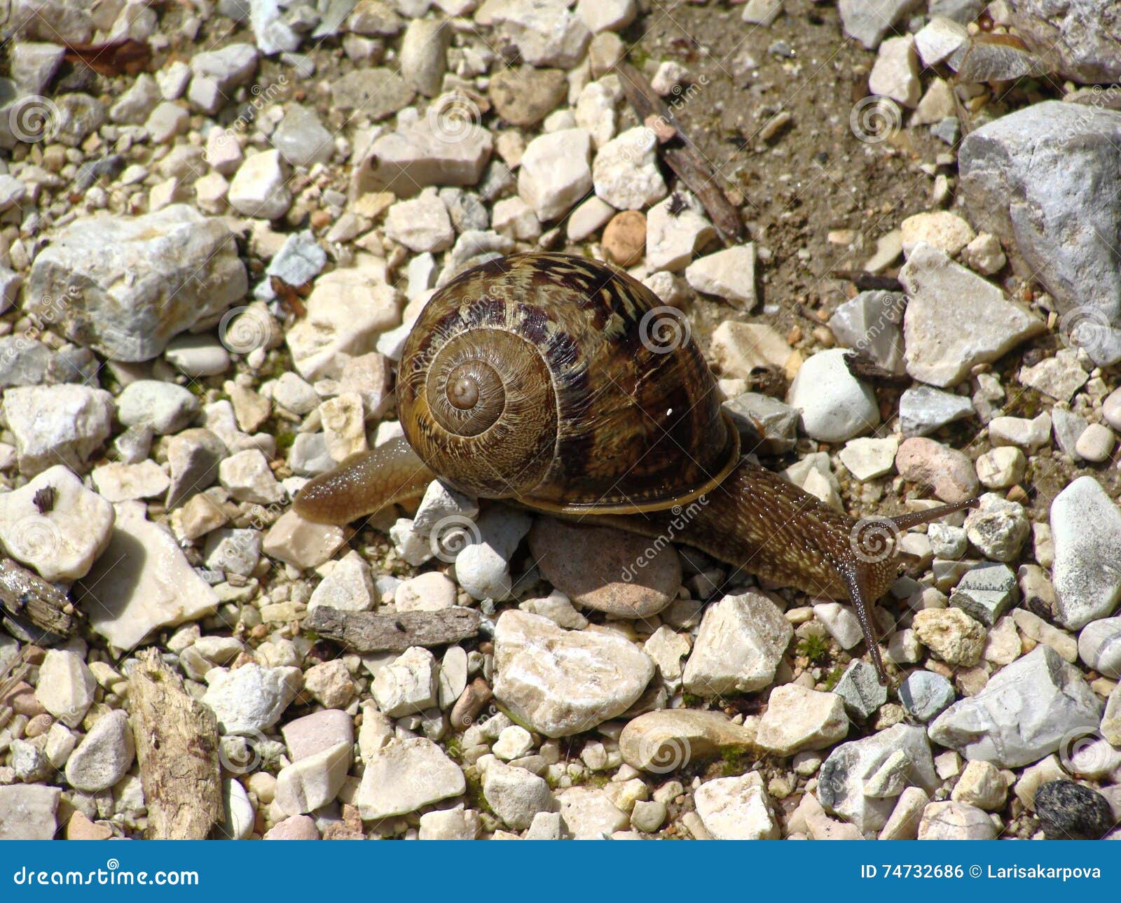 Large Tropical Terrestrial Snail Class Gastropoda Stock Photo - Image ...