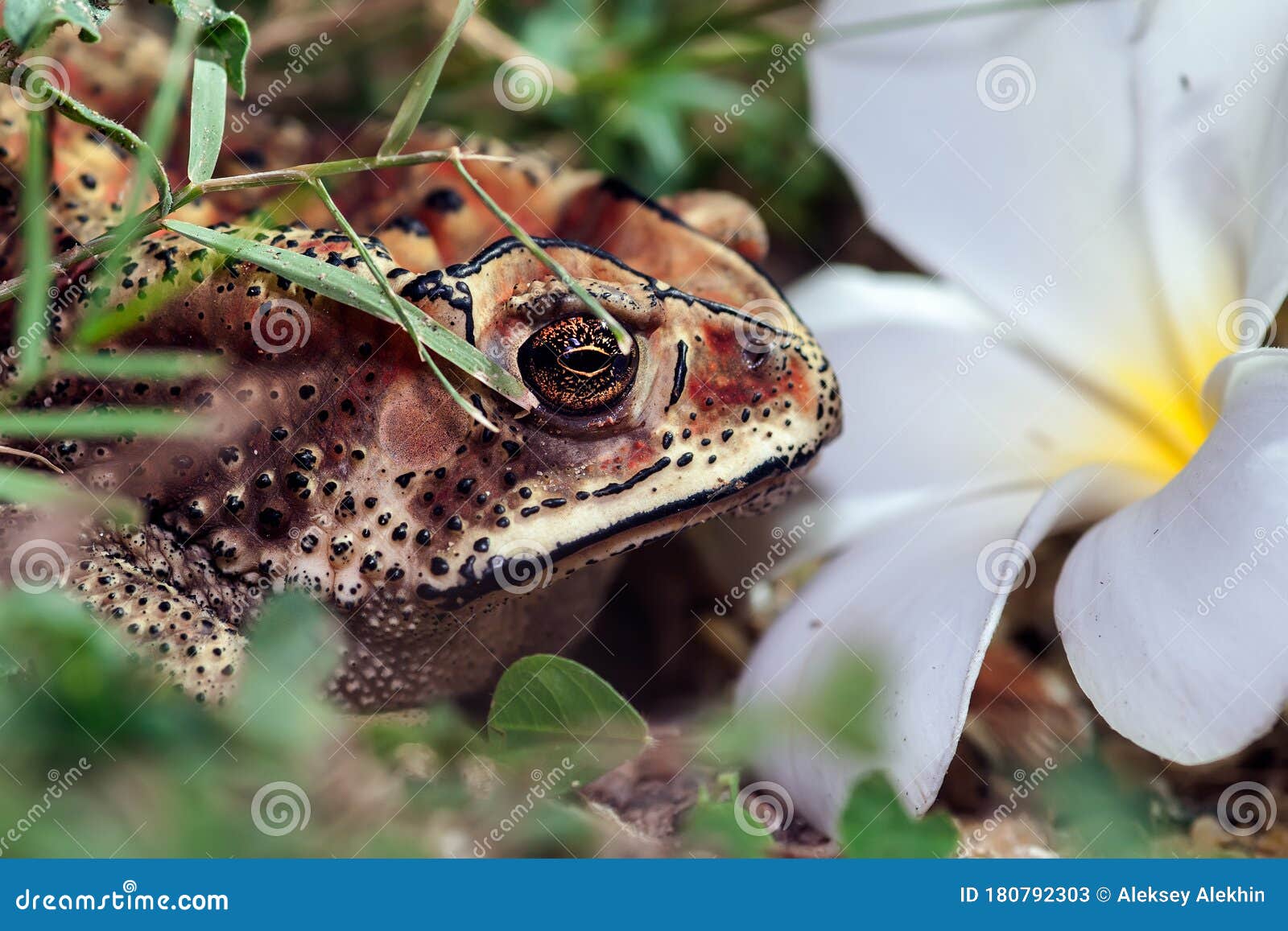 Large Tropical Toad Close-up. Sri Lanka Stock Image - Image of closeup ...