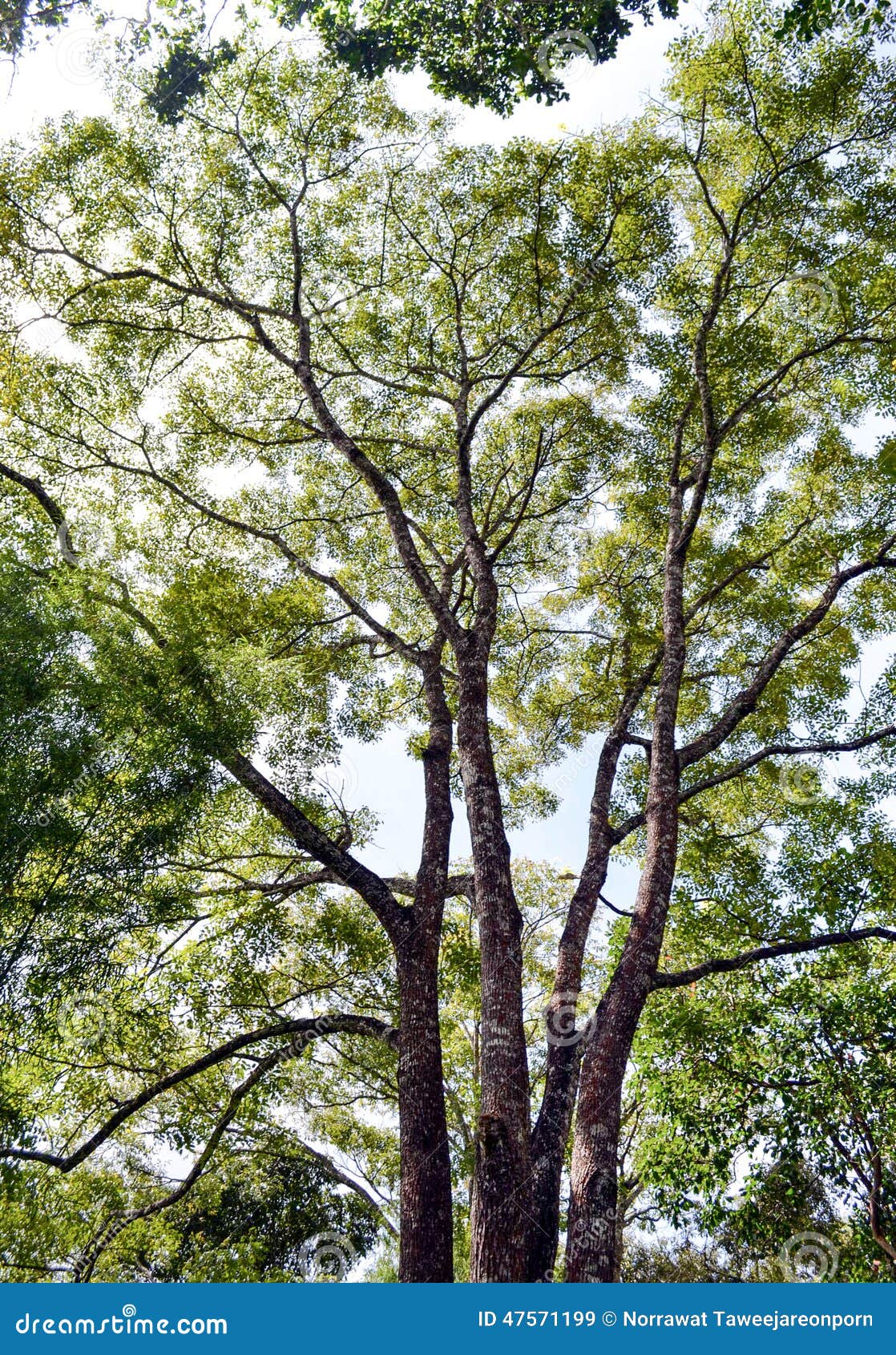 Large tropical tree stock image. Image of tree, large - 47571199