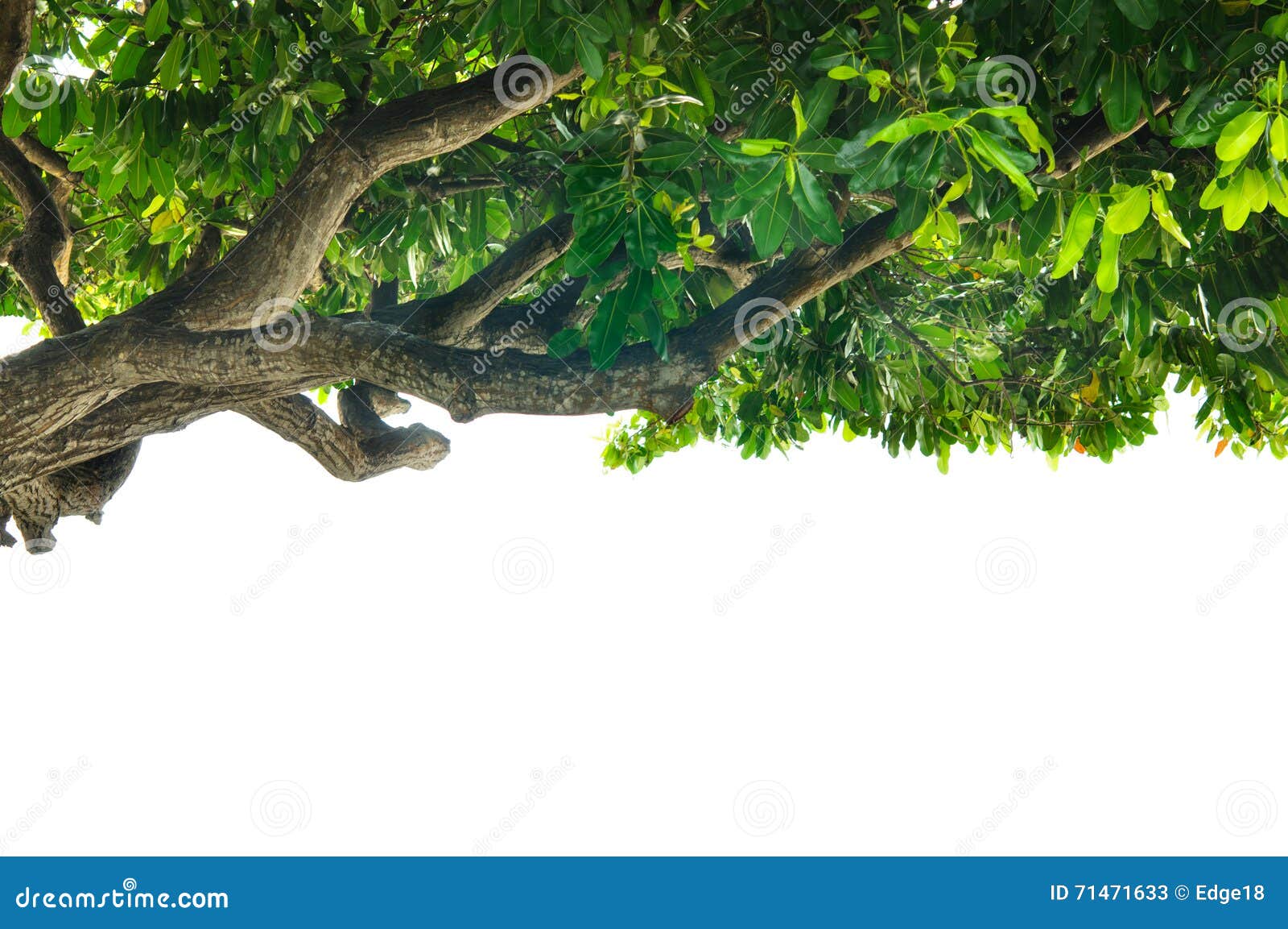 Large Tropical Tree with Green Foliage Isolated on White, Horizontal ...