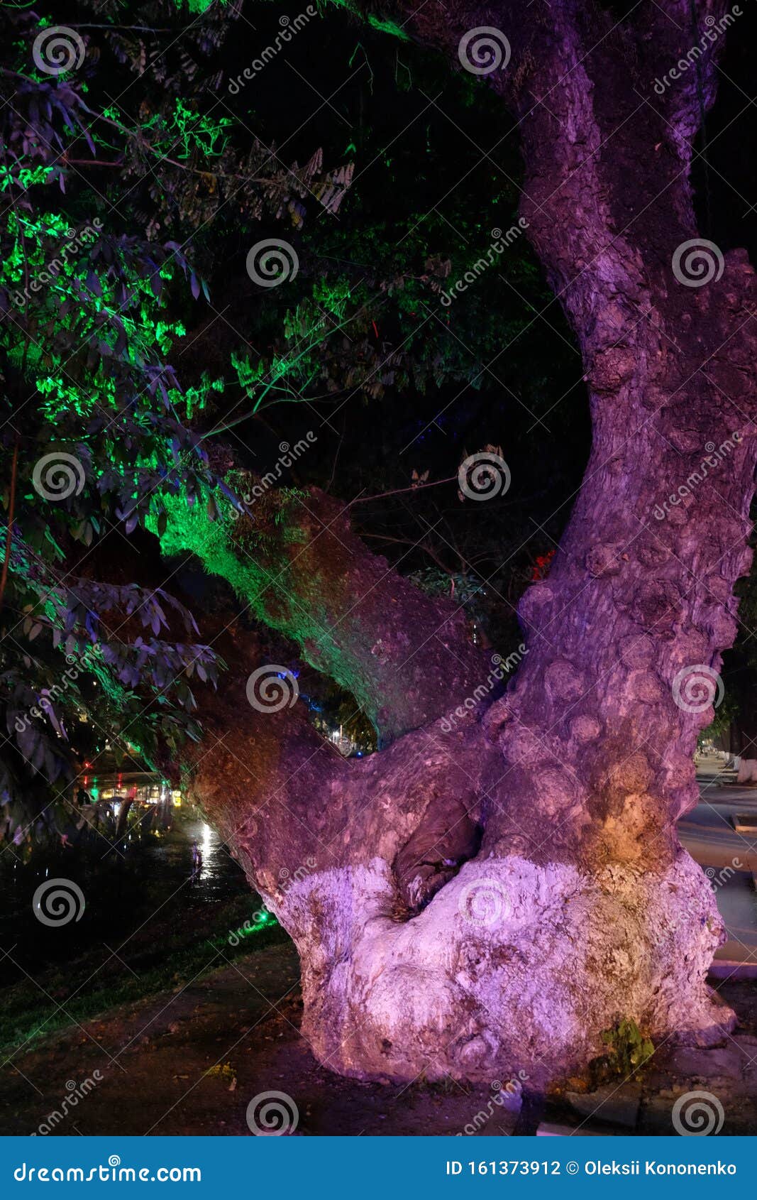 A Large Tropical Tree with a Knotted Bark Illuminated by Multi-colored ...