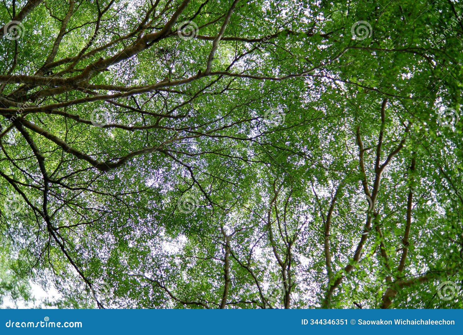 A Large Tropical Trees with Leaves Branches Top View with Green Leaf ...