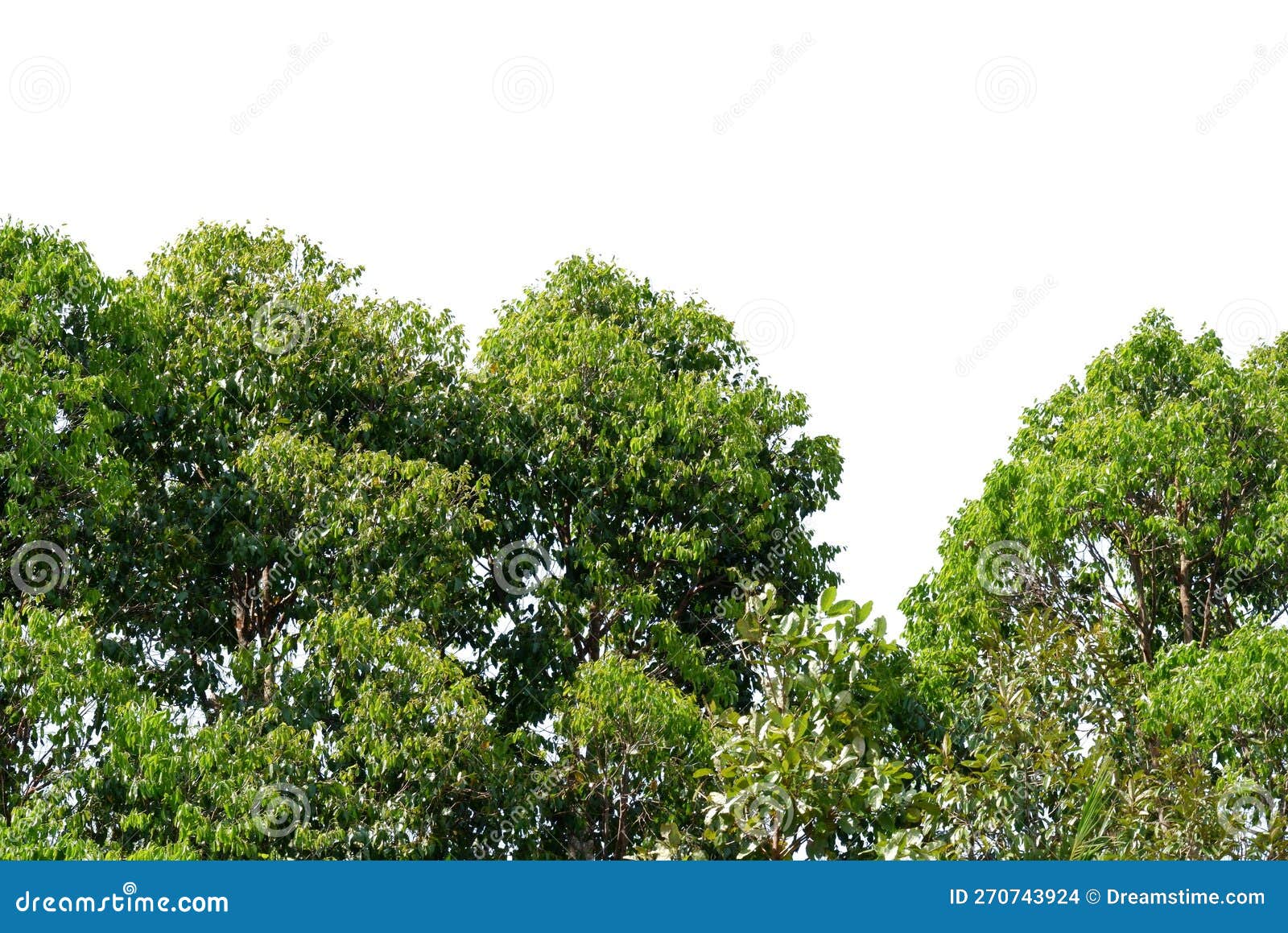 A Large Tropical Trees on White Isolated Background Stock Photo - Image ...