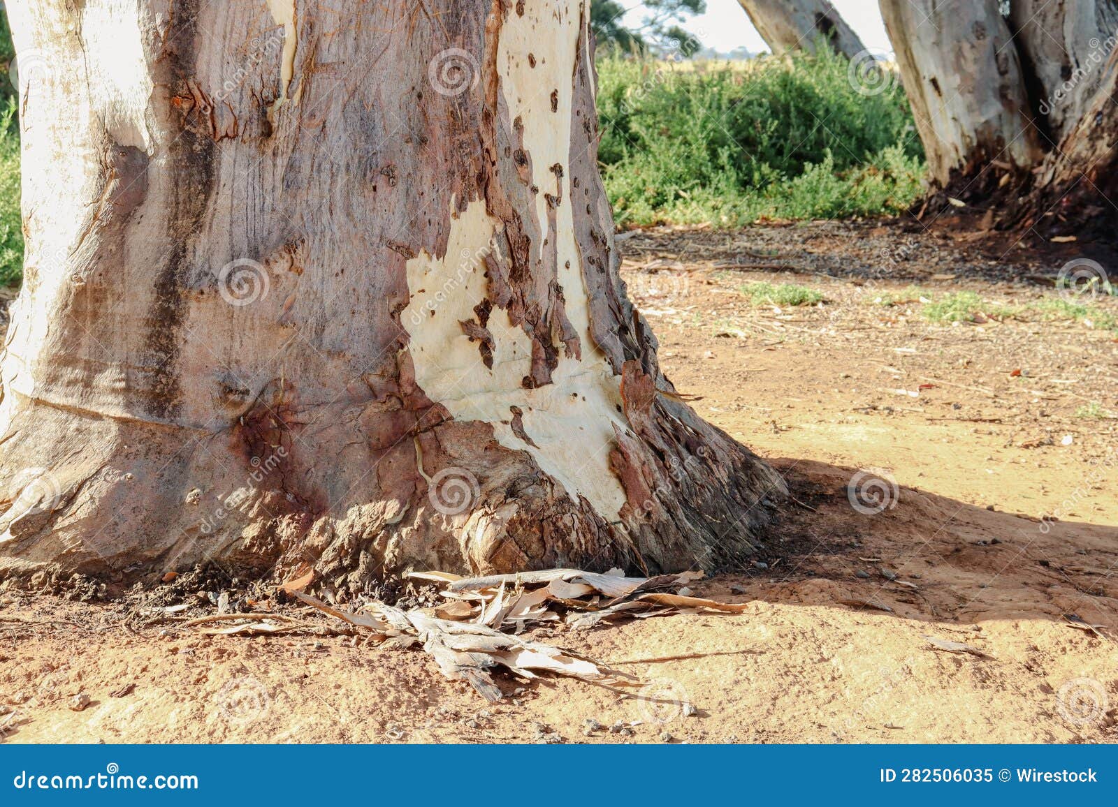 The Large Trunk of a Big Tree is Brown and White Stock Image - Image of ...