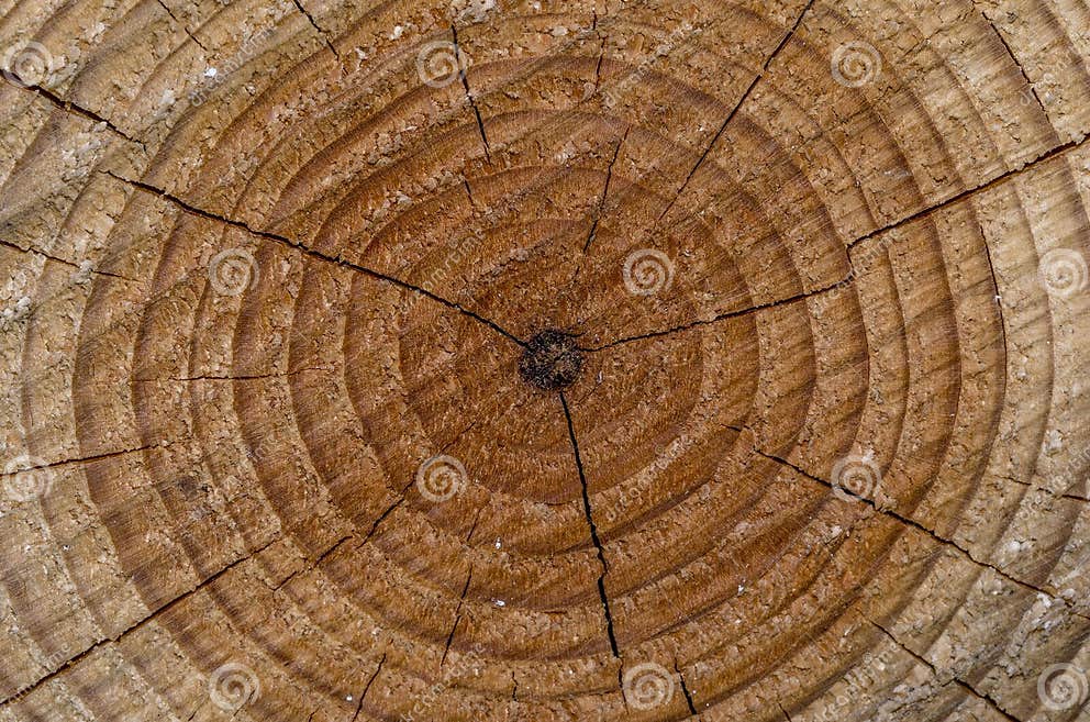 Large Trunk of Cut Timber Seen in the Foreground Stock Photo - Image of ...