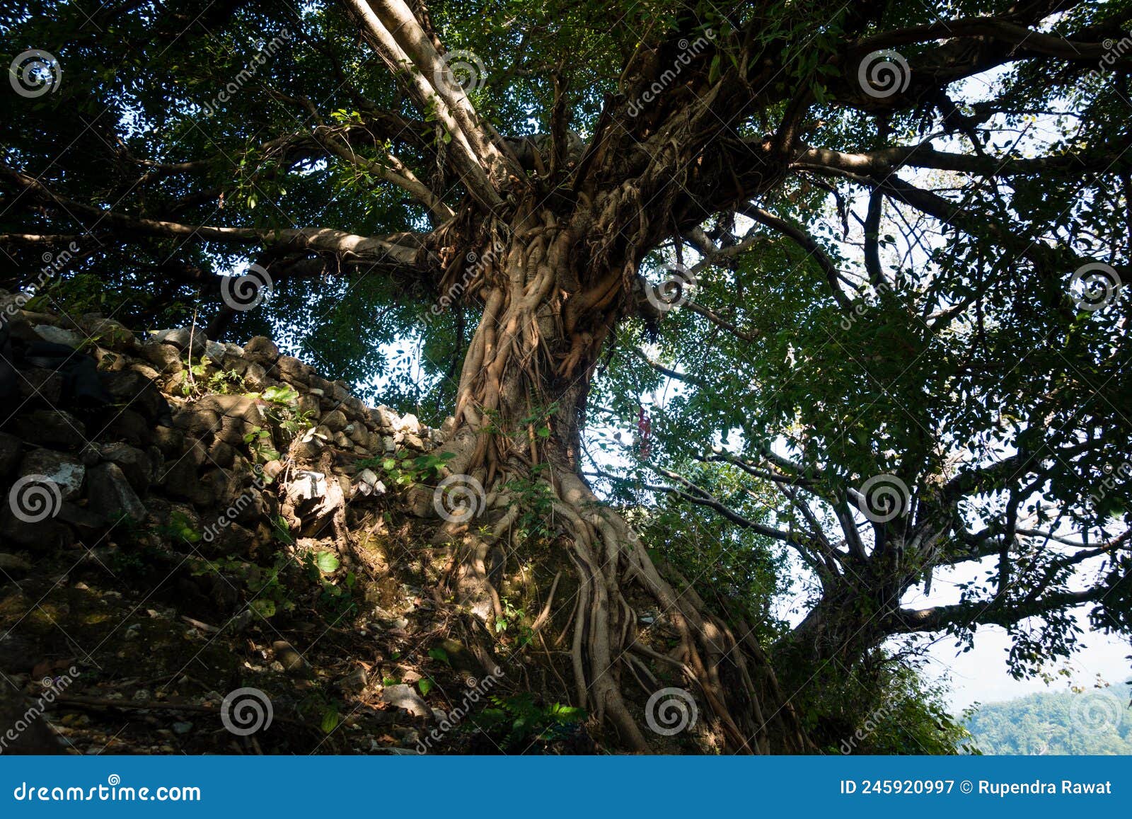 A Large Trunk of Fig Tree Inside a Temple Courtyard in India. Also ...