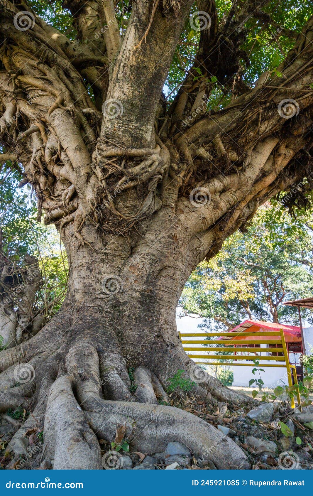 A Large Trunk of Fig Tree Inside a Temple Courtyard in India. Also ...