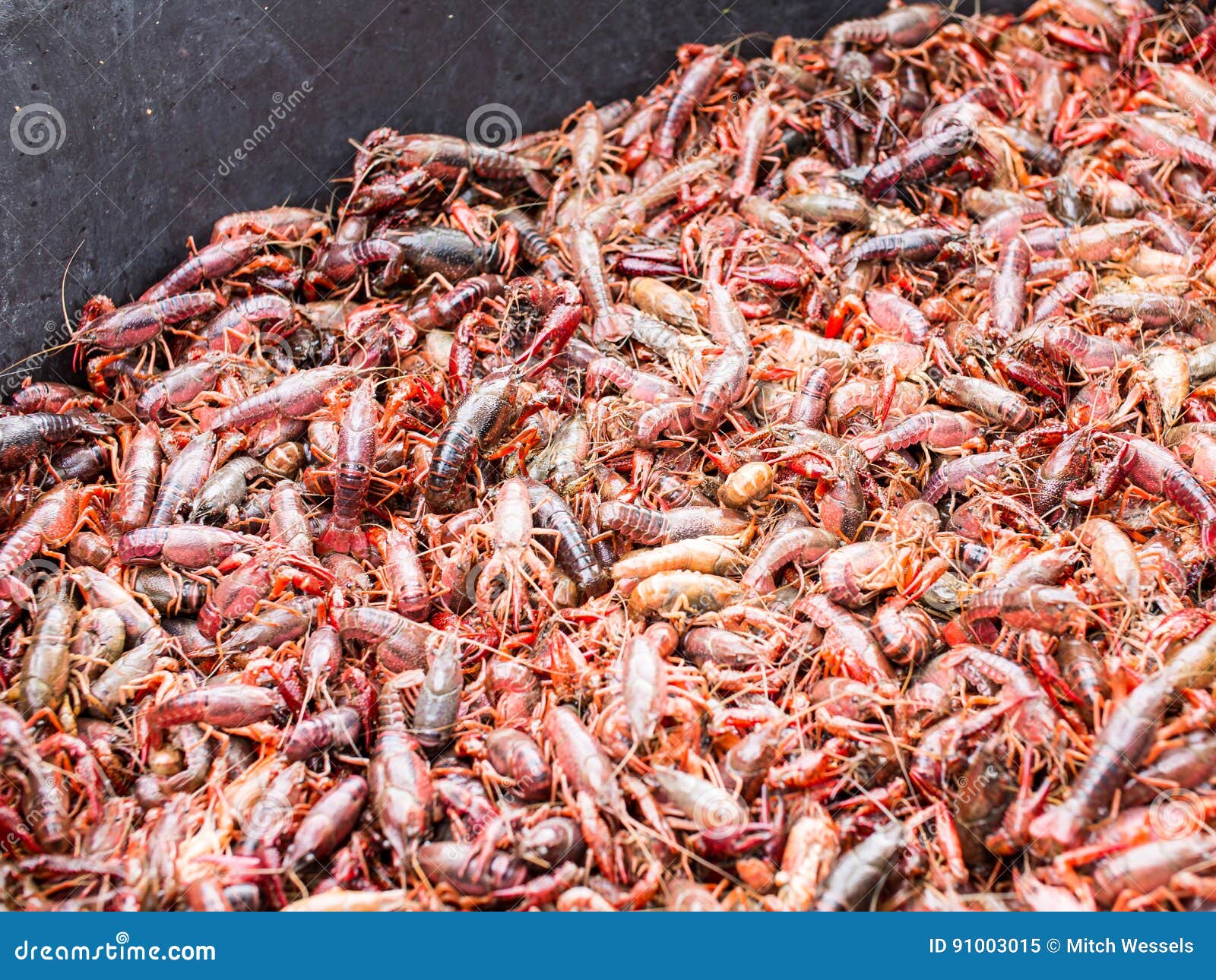 Large Tub Full of Live Crawfish Stock Image - Image of shellfish, full ...