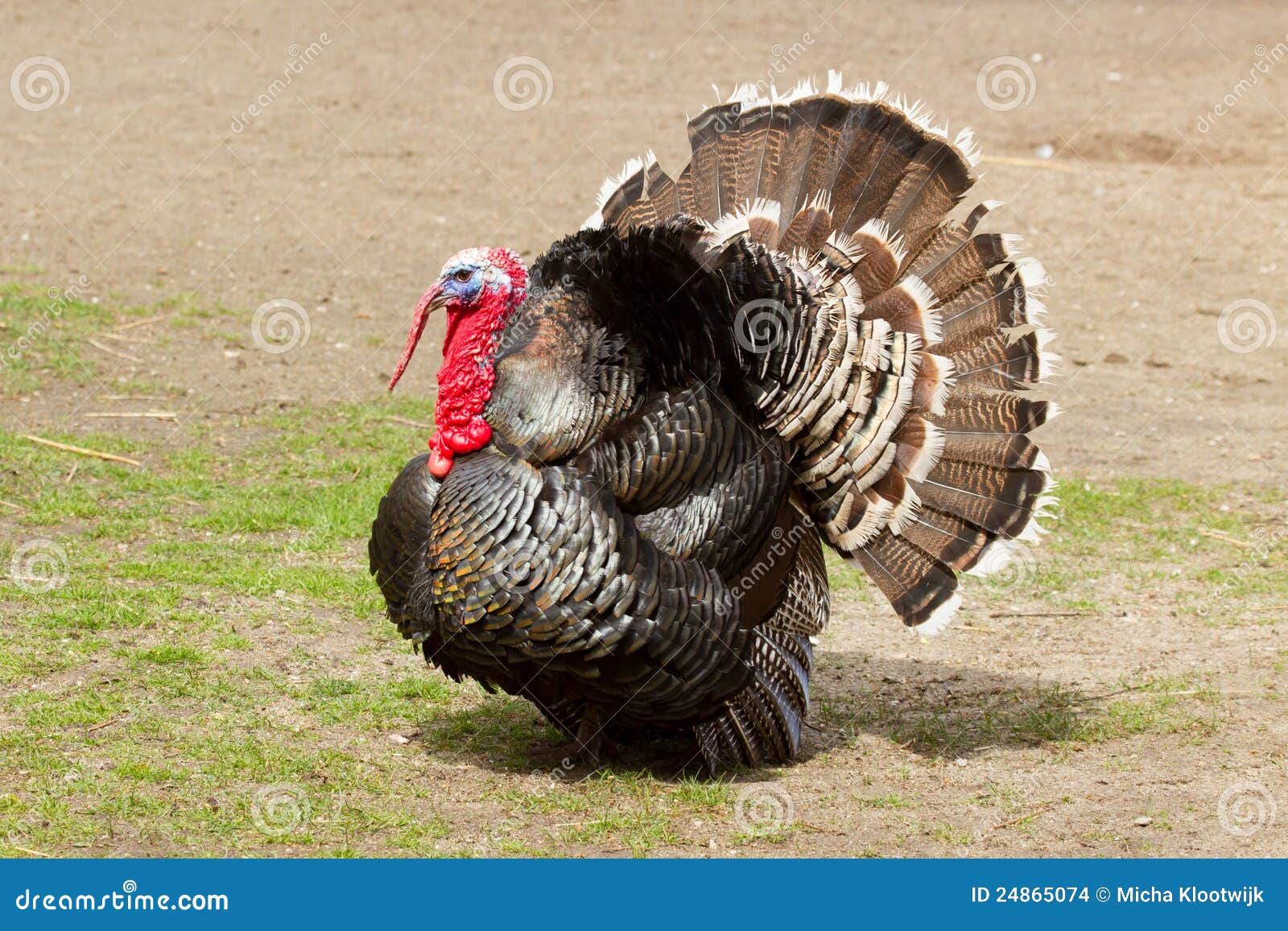 A large turkey stock photo. Image of environment, habitat - 24865074