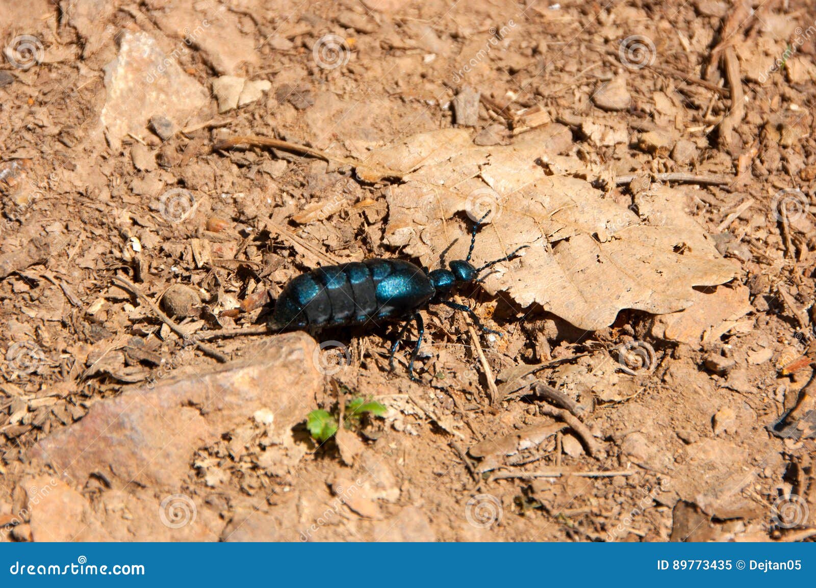 Large Turquoise Beetle, Bug Stock Image - Image of backgrounds ...