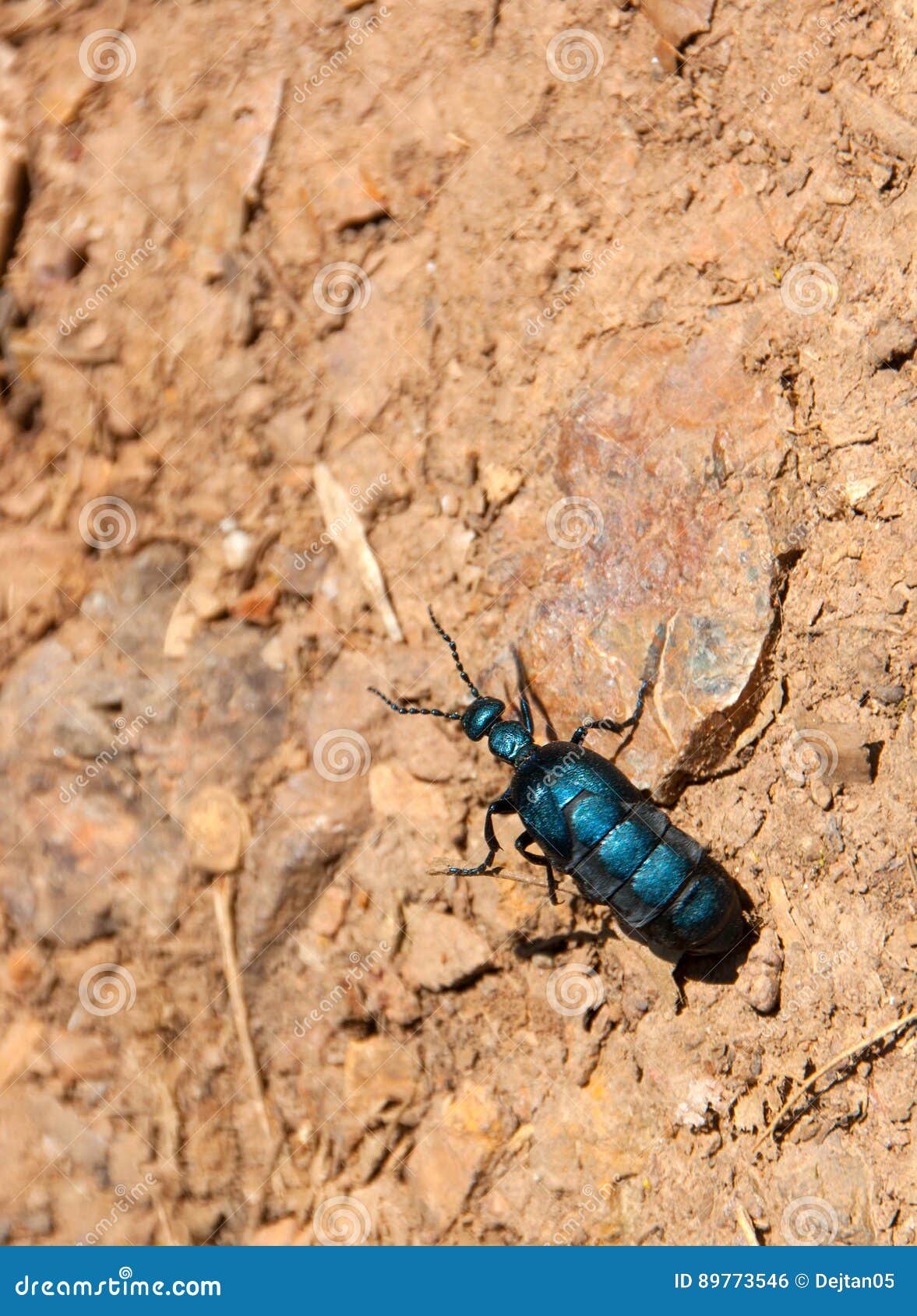 Large Turquoise Beetle, Bug Stock Photo - Image of design, silhouette ...