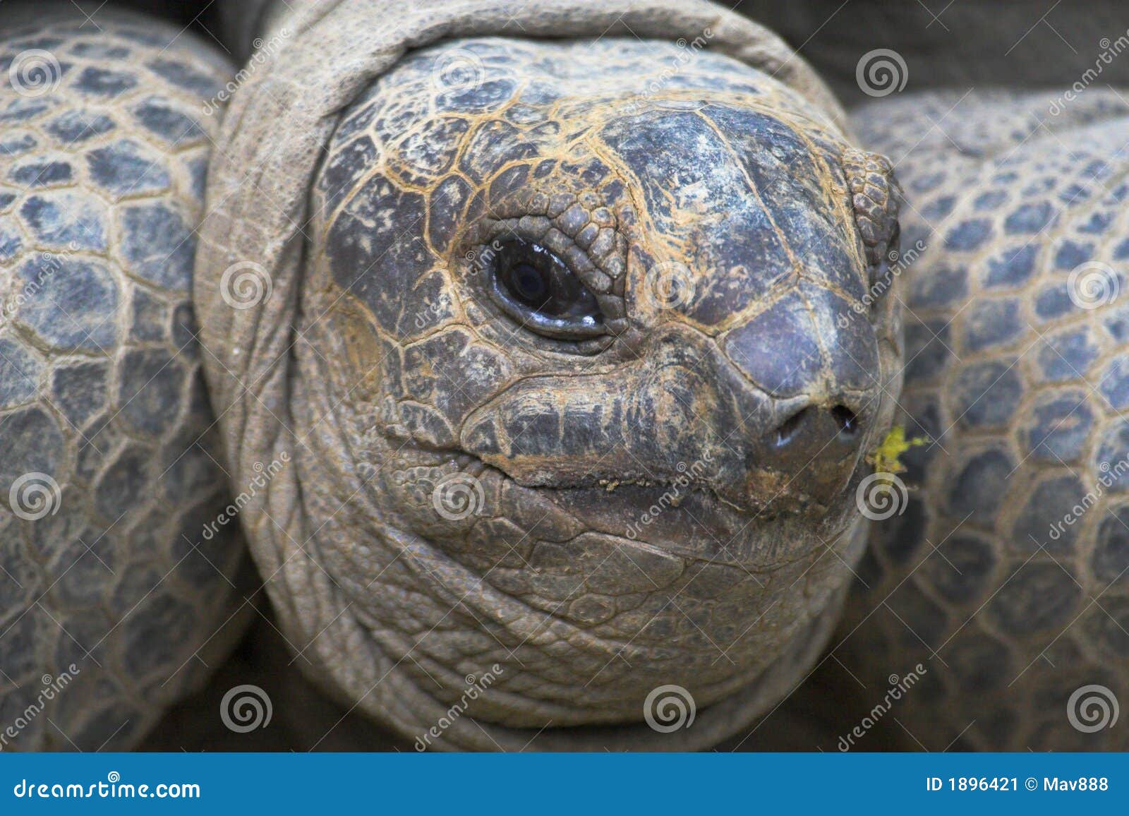 Large turtle stock image. Image of eyes, spiny, giant - 1896421