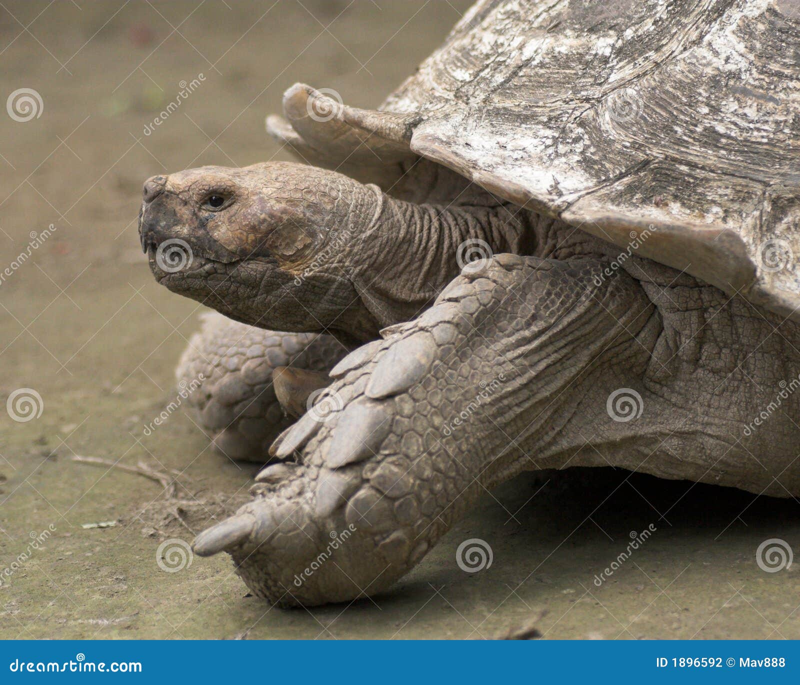 Large turtle stock photo. Image of thinking, desert, turtle - 1896592