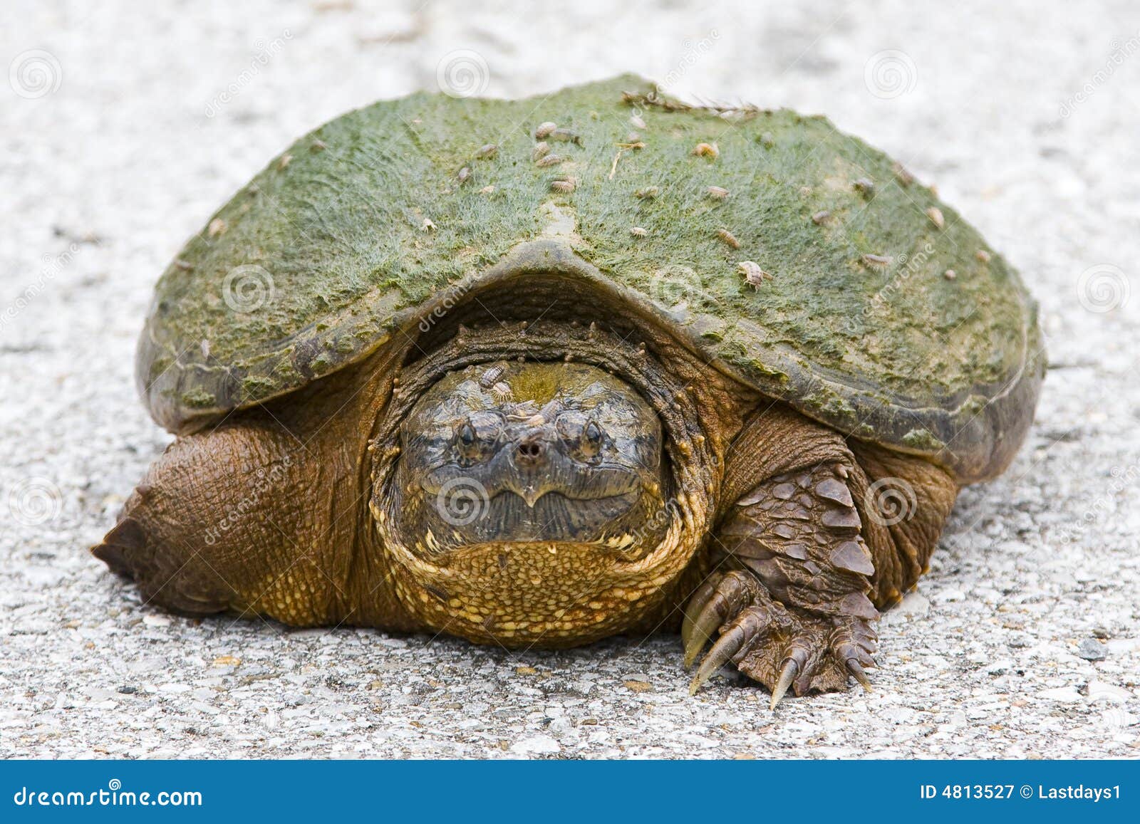 Large turtle stock image. Image of snapper, scaly, slime - 4813527