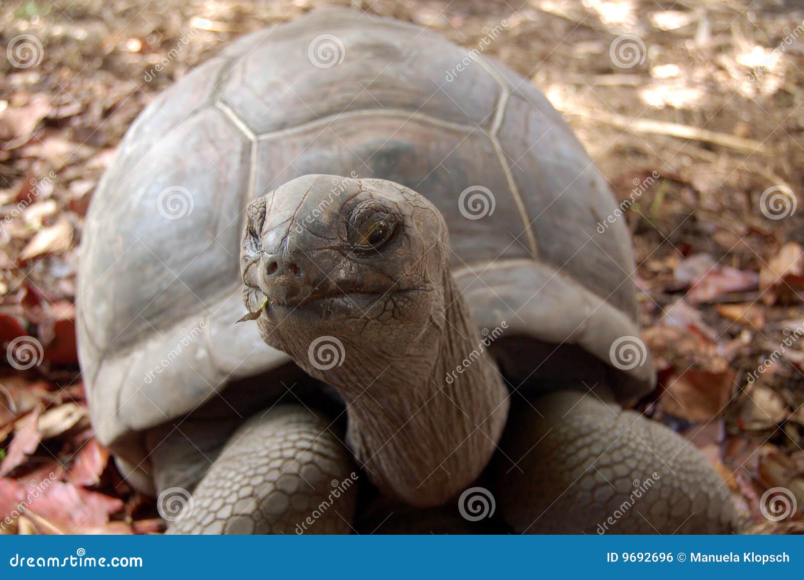 Large turtle stock photo. Image of wildlife, closeup, turtle - 9692696