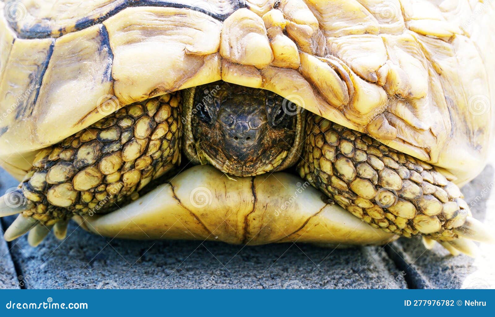 Large Turtle Crossing the Pavement Street Very Slowly Stock Photo ...
