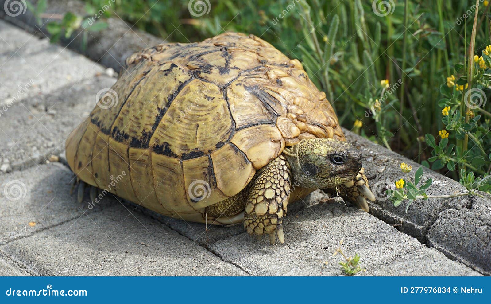 Large Turtle Crossing the Pavement Street Very Slowly Stock Photo ...