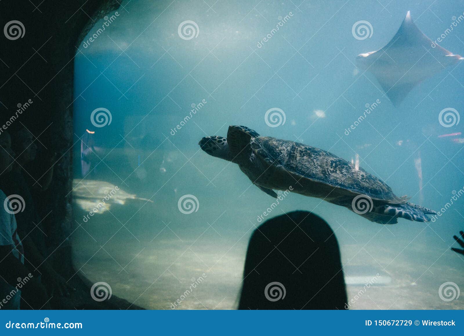 Large Turtle in a Fish Tank at an Aquapark Stock Image - Image of scuba ...
