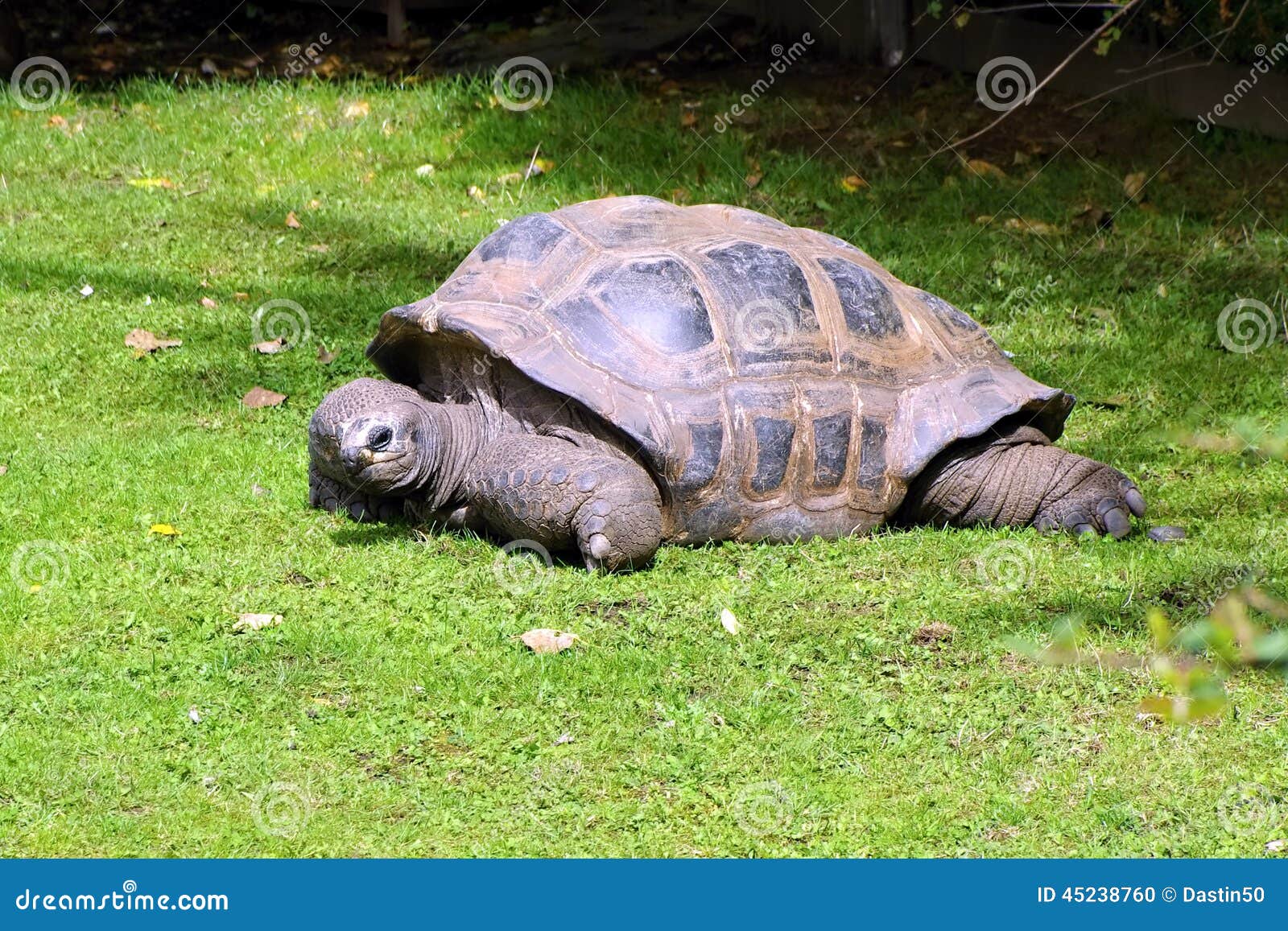 Large Turtle, Friendly Animals at the Prague Zoo. Stock Photo - Image ...