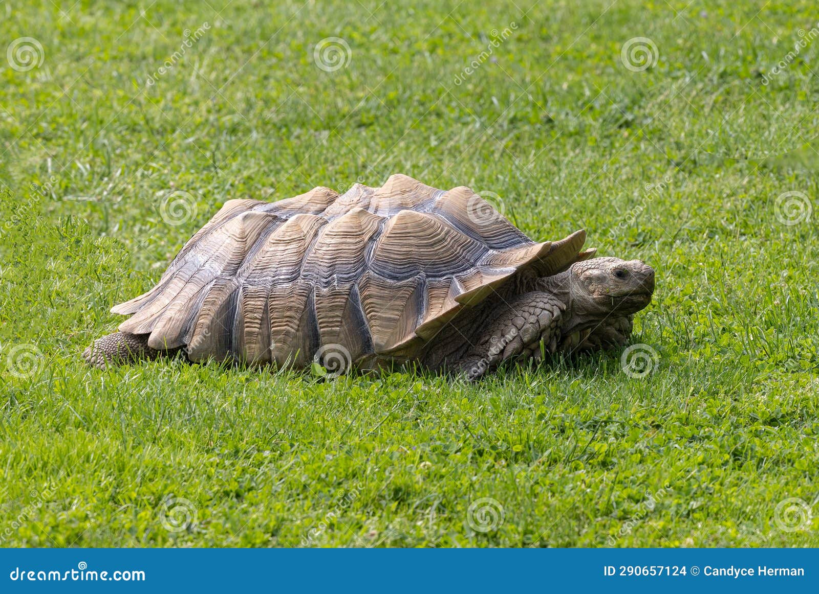 Large turtle stock photo. Image of nature, outdoors - 290657124
