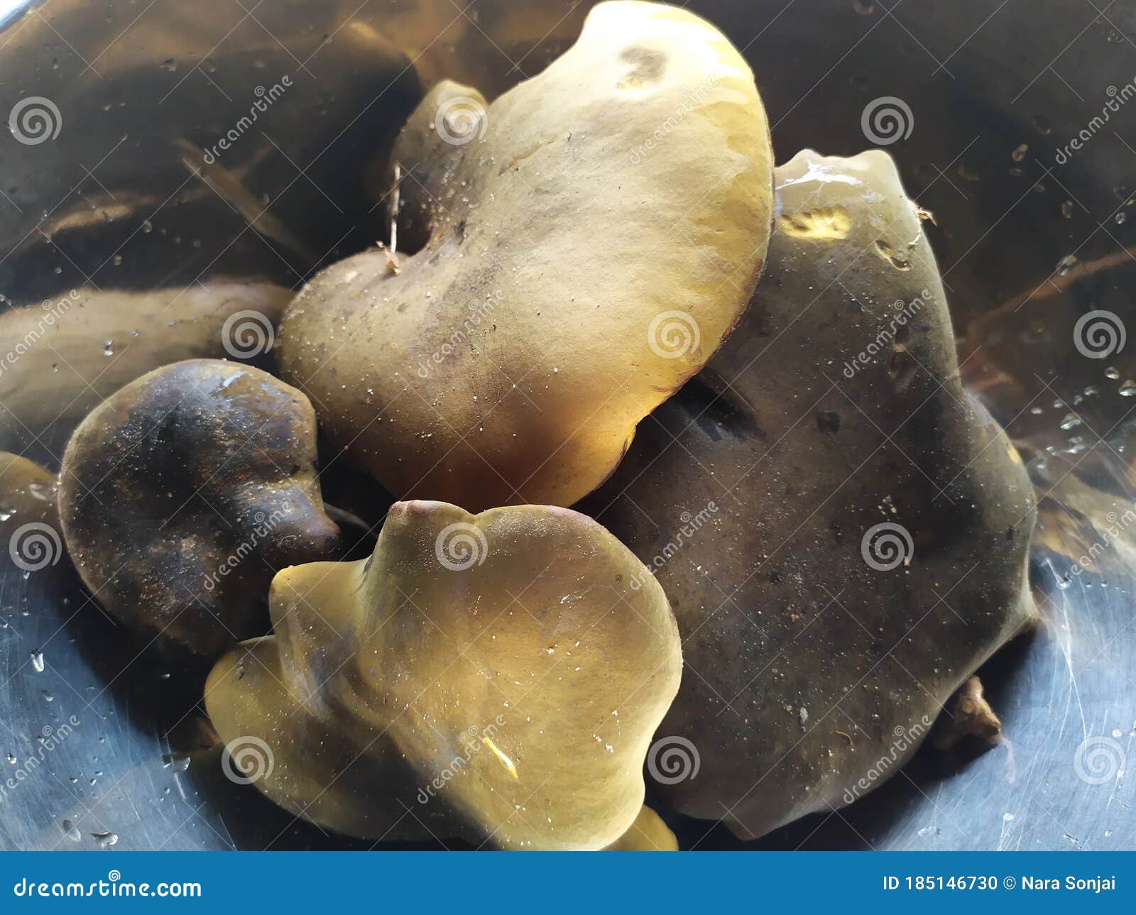 A Large Turtle Liver in the Basin Stock Photo - Image of liver, plant ...