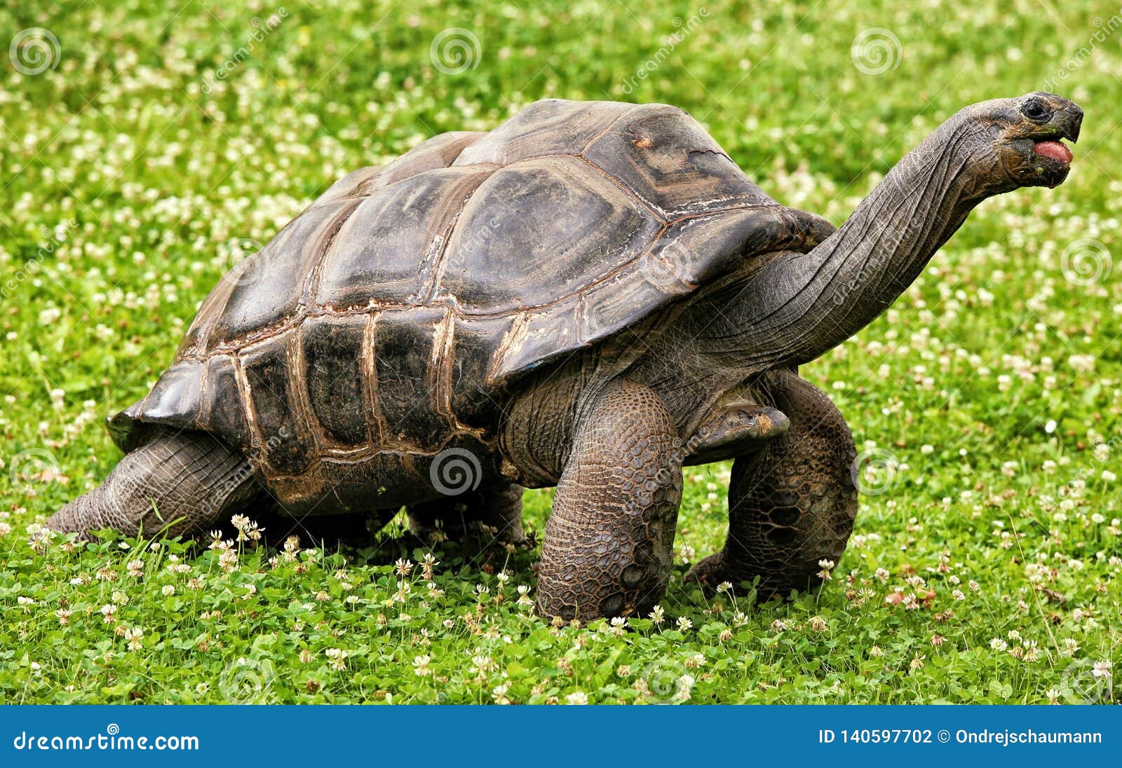 Large Turtle with Long Neck on the Green Lawn Stock Photo - Image of ...
