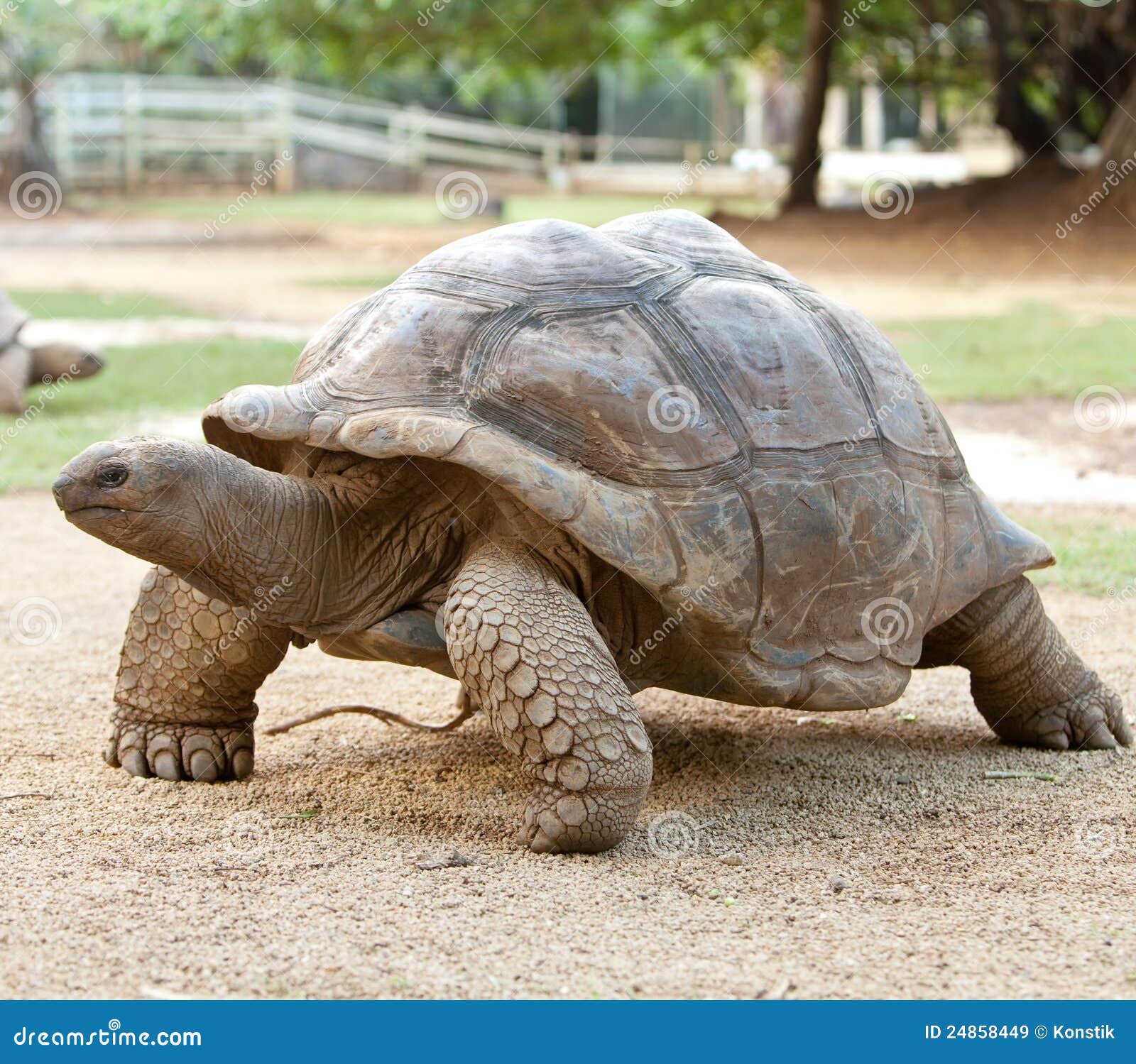 Large Turtle (Megalochelys Gigantea) Stock Photo | CartoonDealer.com ...