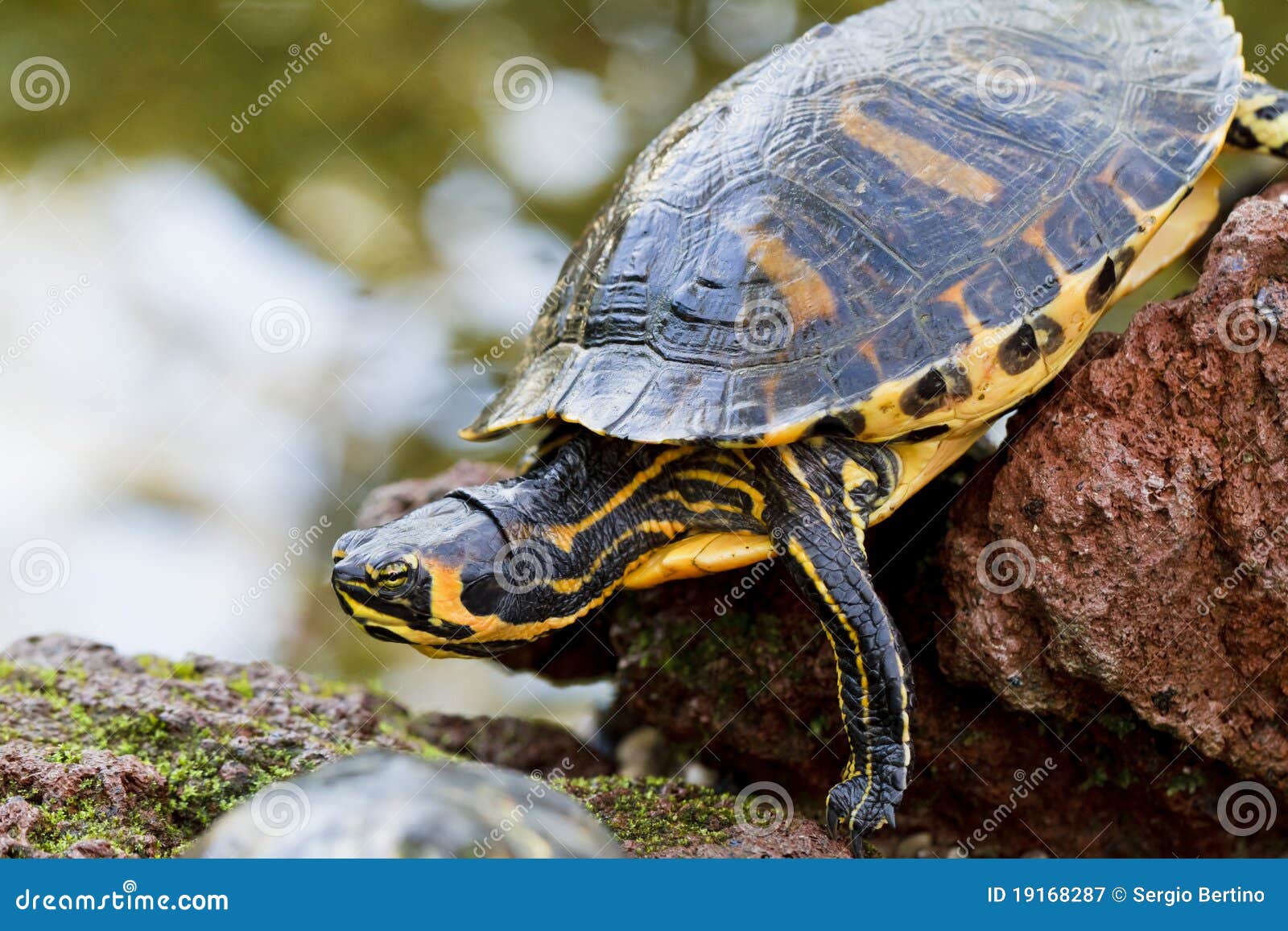Large turtle on rocks stock image. Image of shell, large - 19168287
