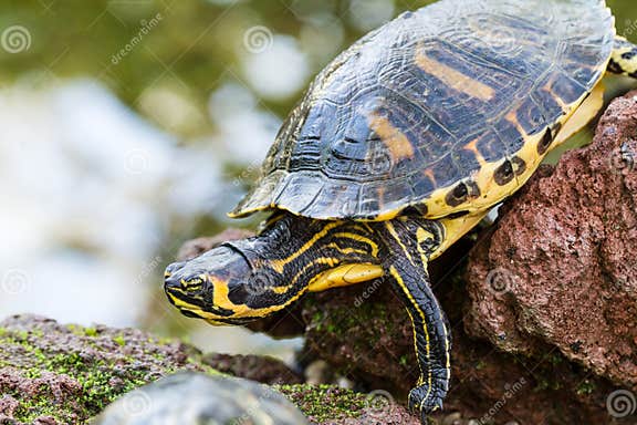 Large turtle on rocks stock image. Image of climbing - 305884571
