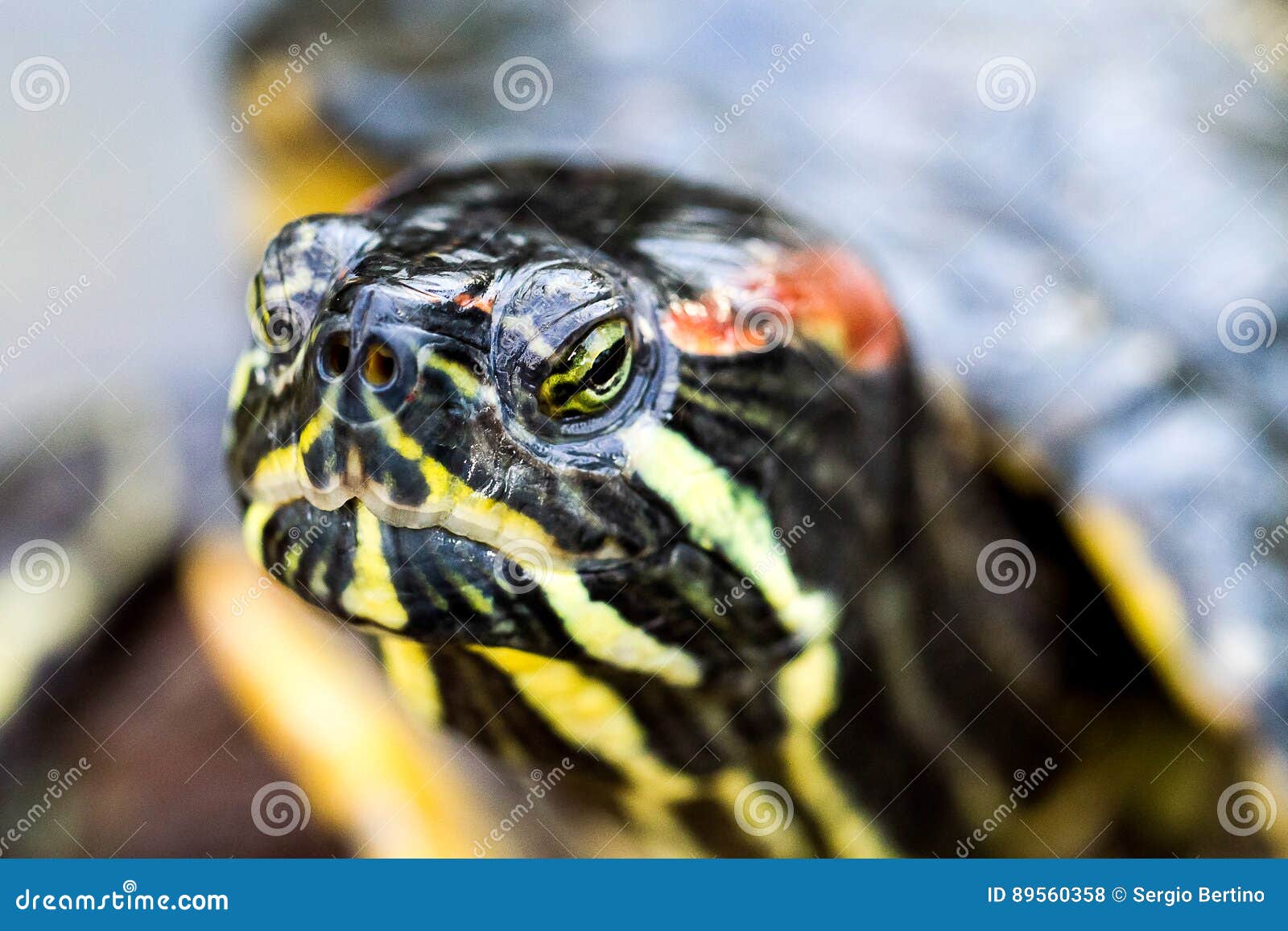 Large turtle on rocks stock photo. Image of crawl, creature - 89560358